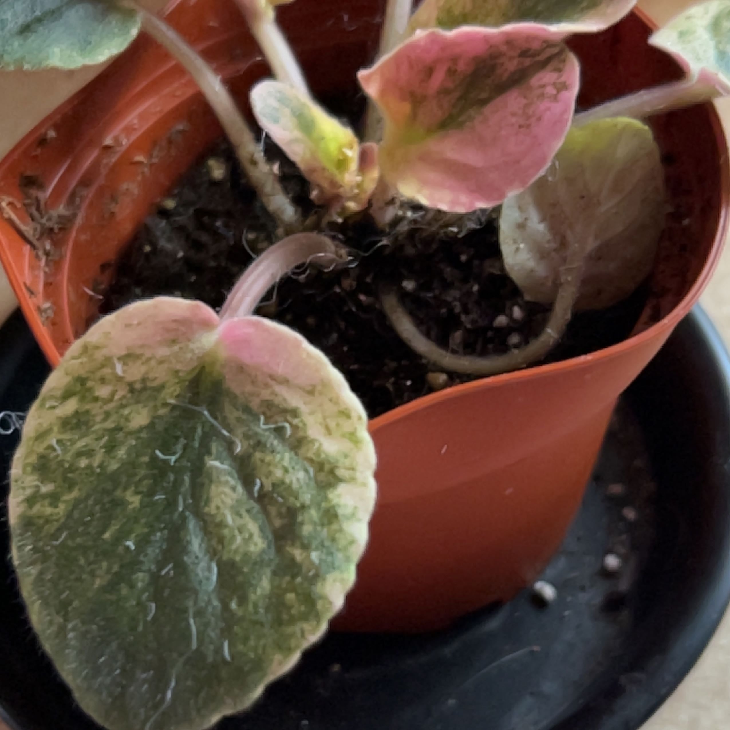 Cabbage Patch African Violet Plant Care: Water, Light, Nutrients | Greg ...