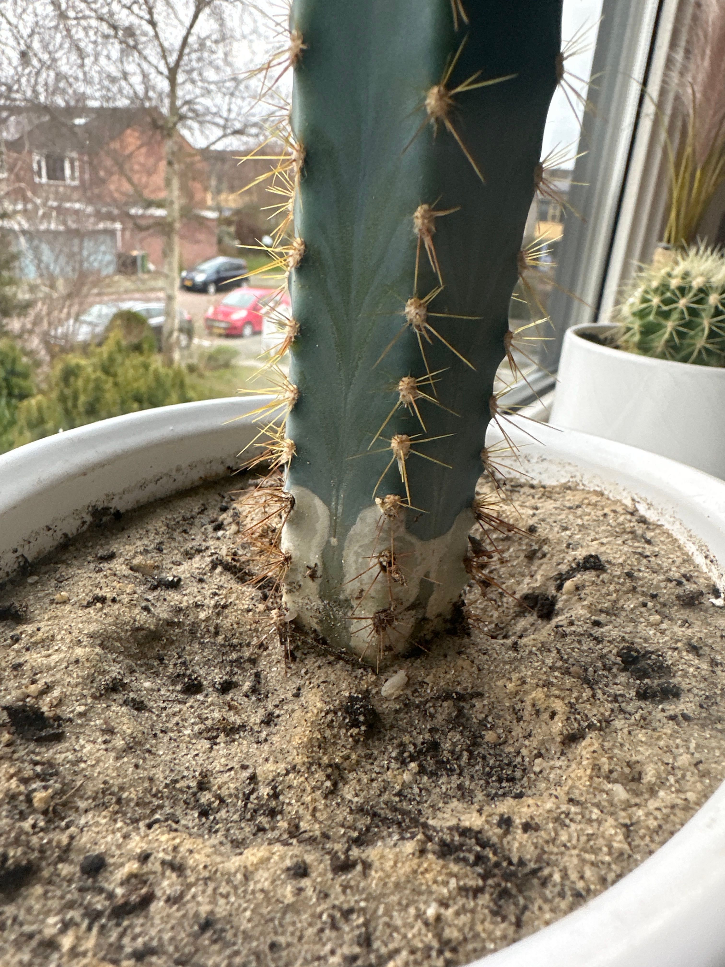 Keep Your Brazilian Cactus Alive: Light, Water & Care Instructions