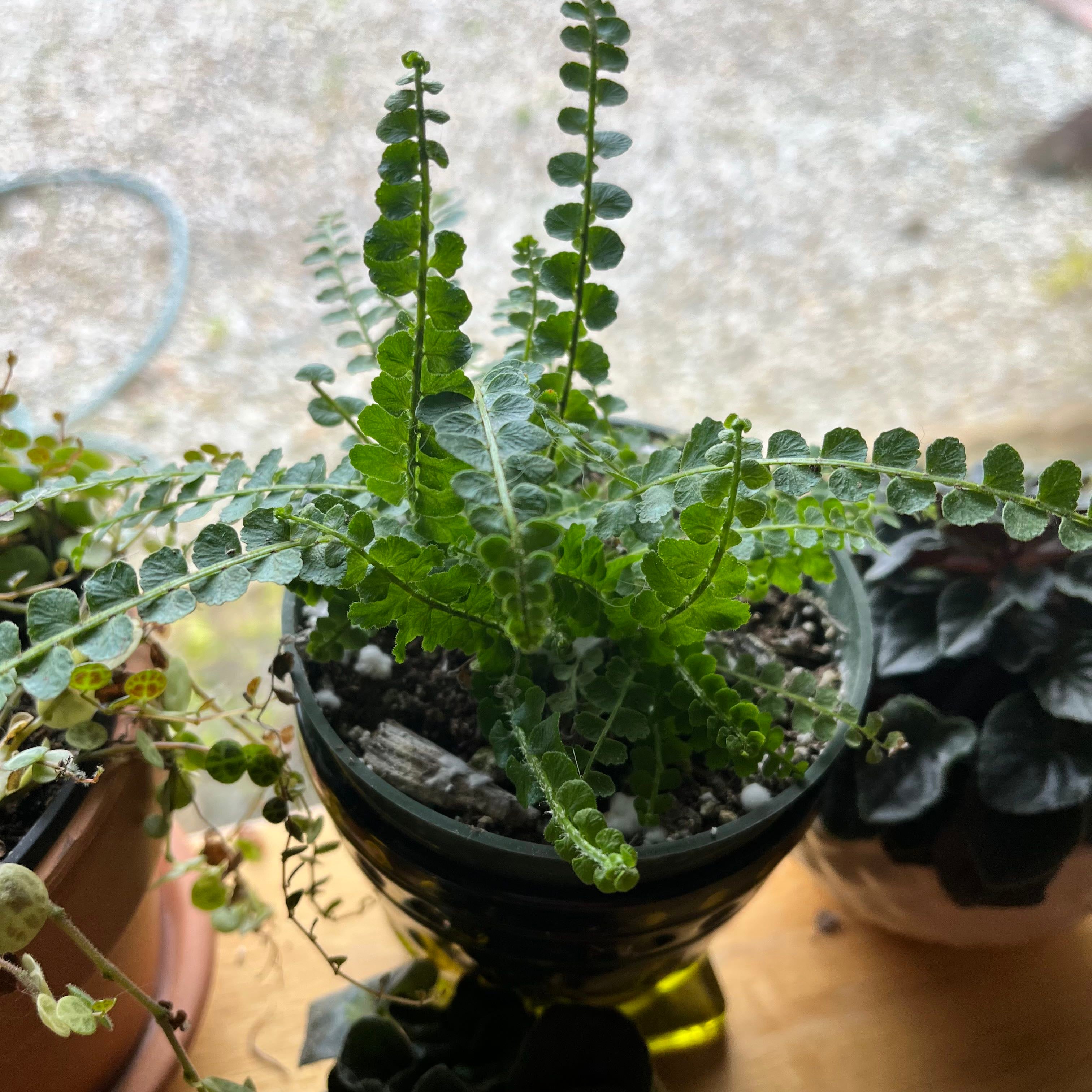 🍋 Propagating Your Lemon Button Fern: Step-by-Step Guide
