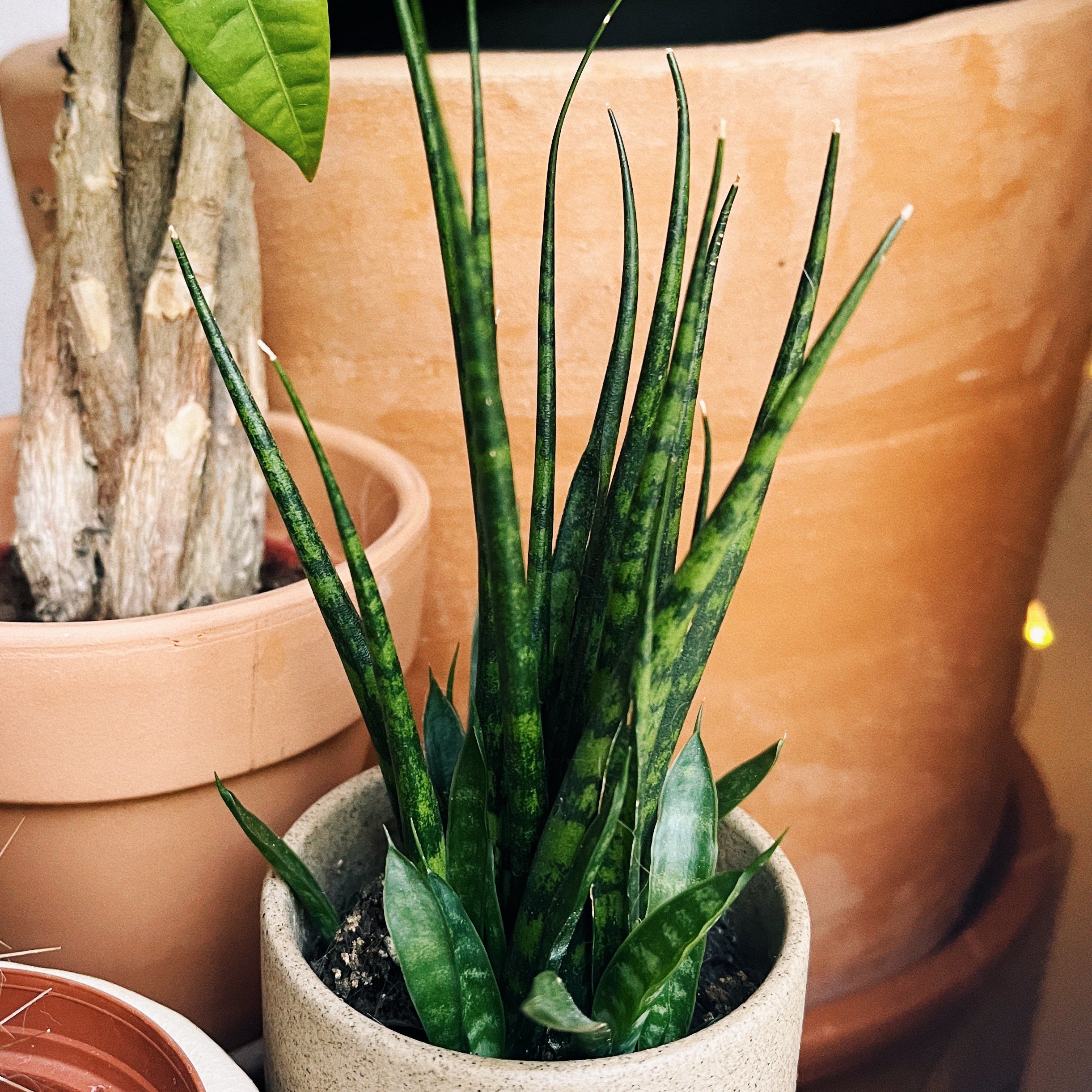 Diagnosing cylindrical snake plant root rot