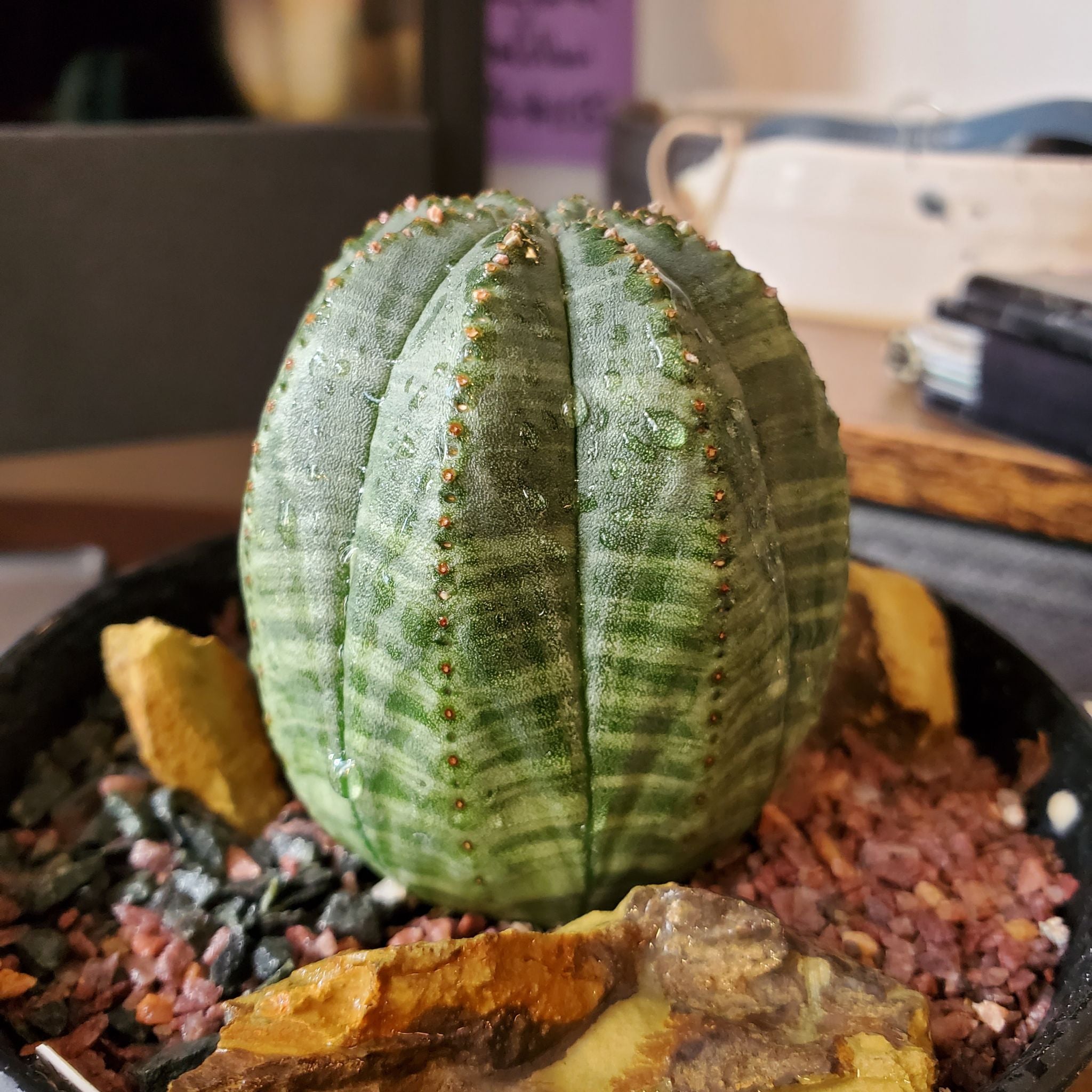 Am I Starving My Baseball Plant? Fertilizing 101