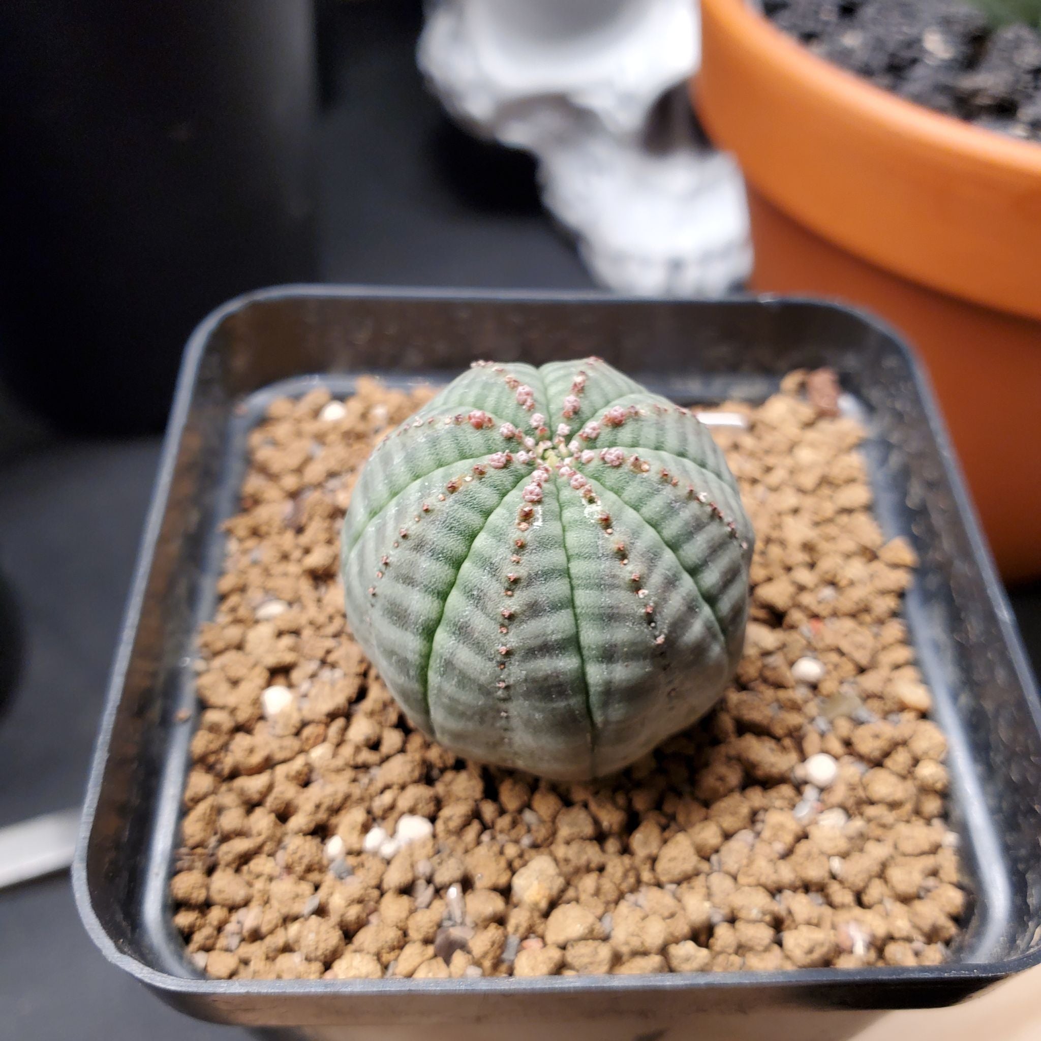 ⚾ Soil Recommendations for Baseball Plant