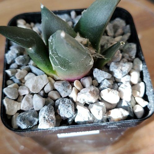 Fossil Cactus Plant Care: Water, Light, Nutrients | Greg App 🌱
