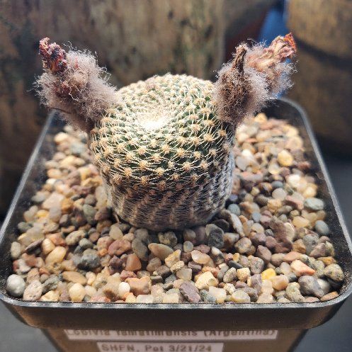 The Complete Lobivia famatimensis f. cristata Plant Care Guide: Water ...
