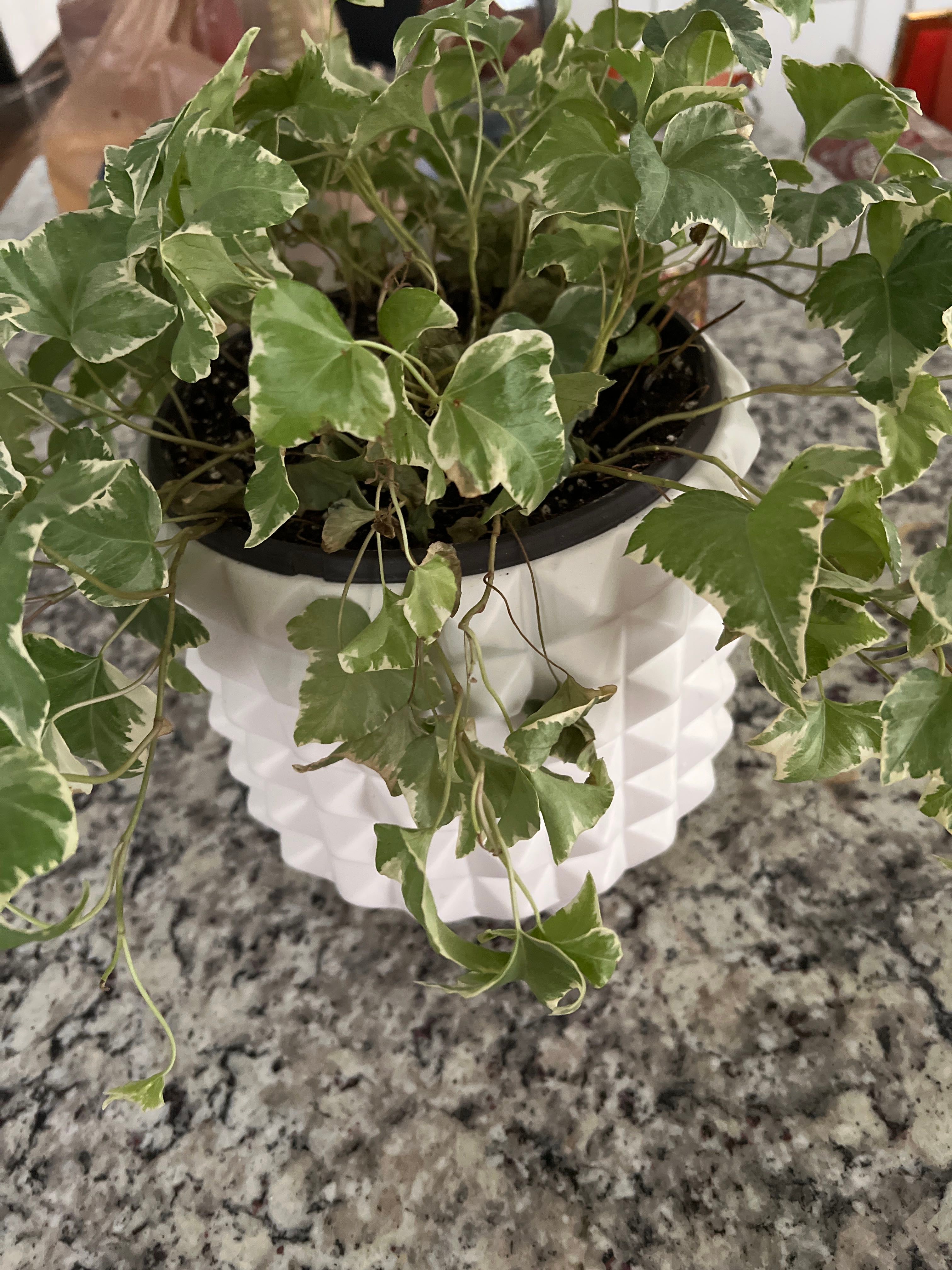 How to Care for English Ivy: Mastering Water, Sunlight & More