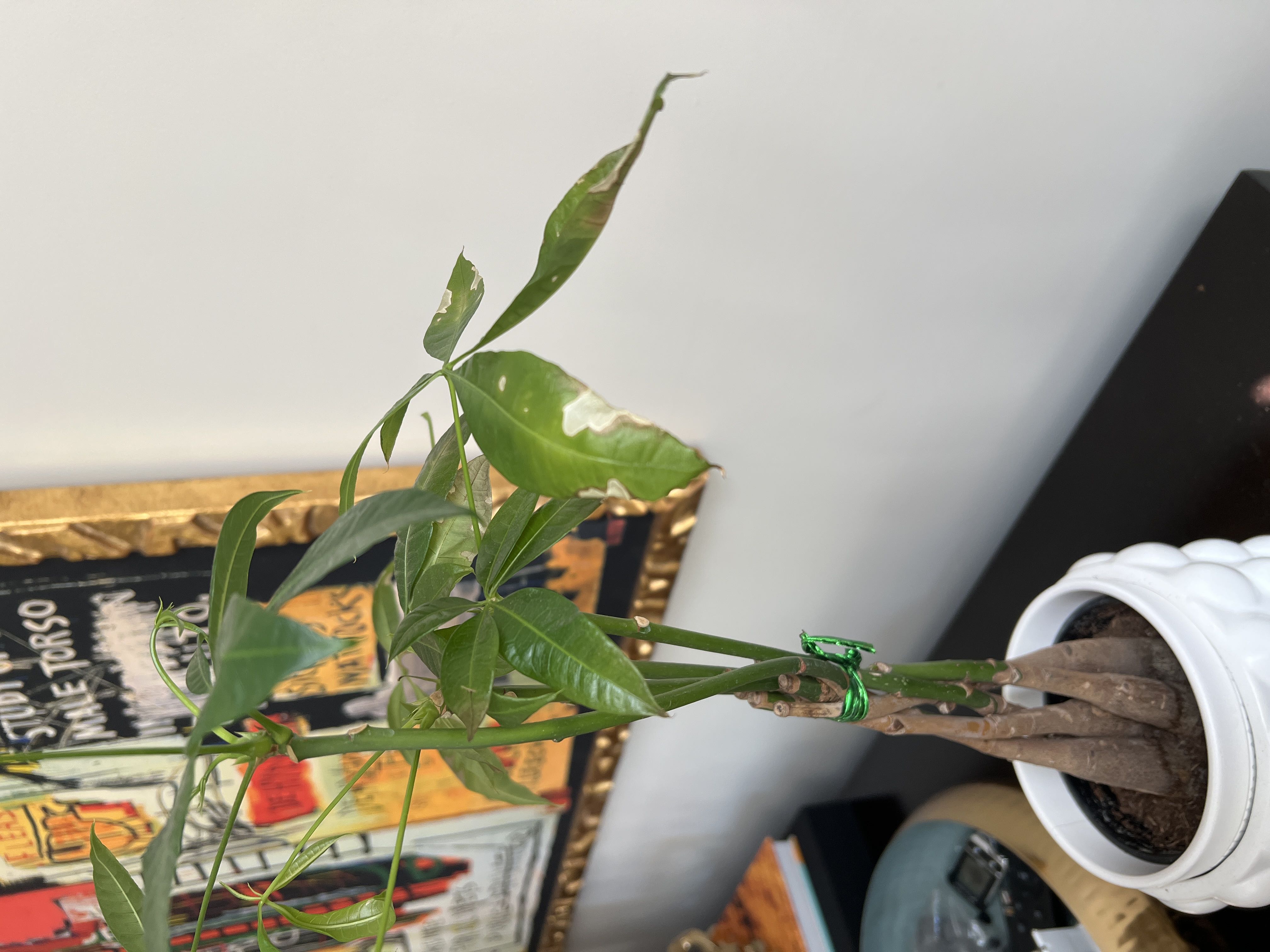 What Are The Bugs on My Money Tree? 🦟