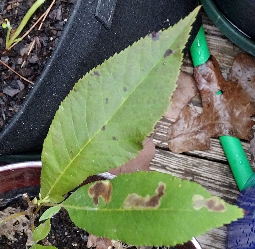 Pecan Hardiness Zones Ultimate Guide: 5a-9b 🥜