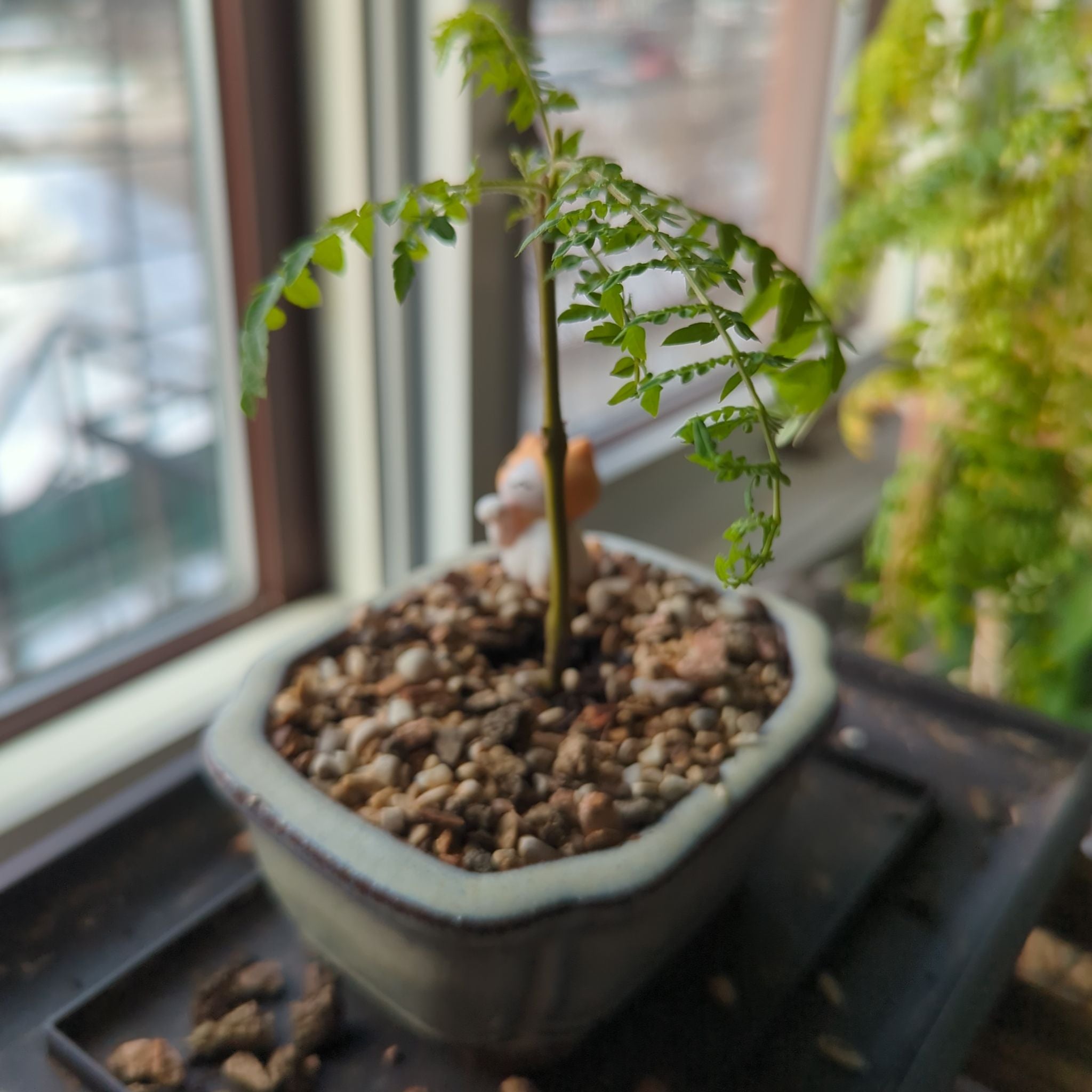 How Do I Fix Jacaranda Root Rot?