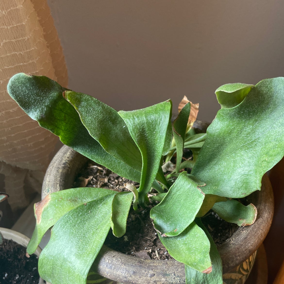 Why Are There Black Spots on My Microsorum punctatum Leaves?