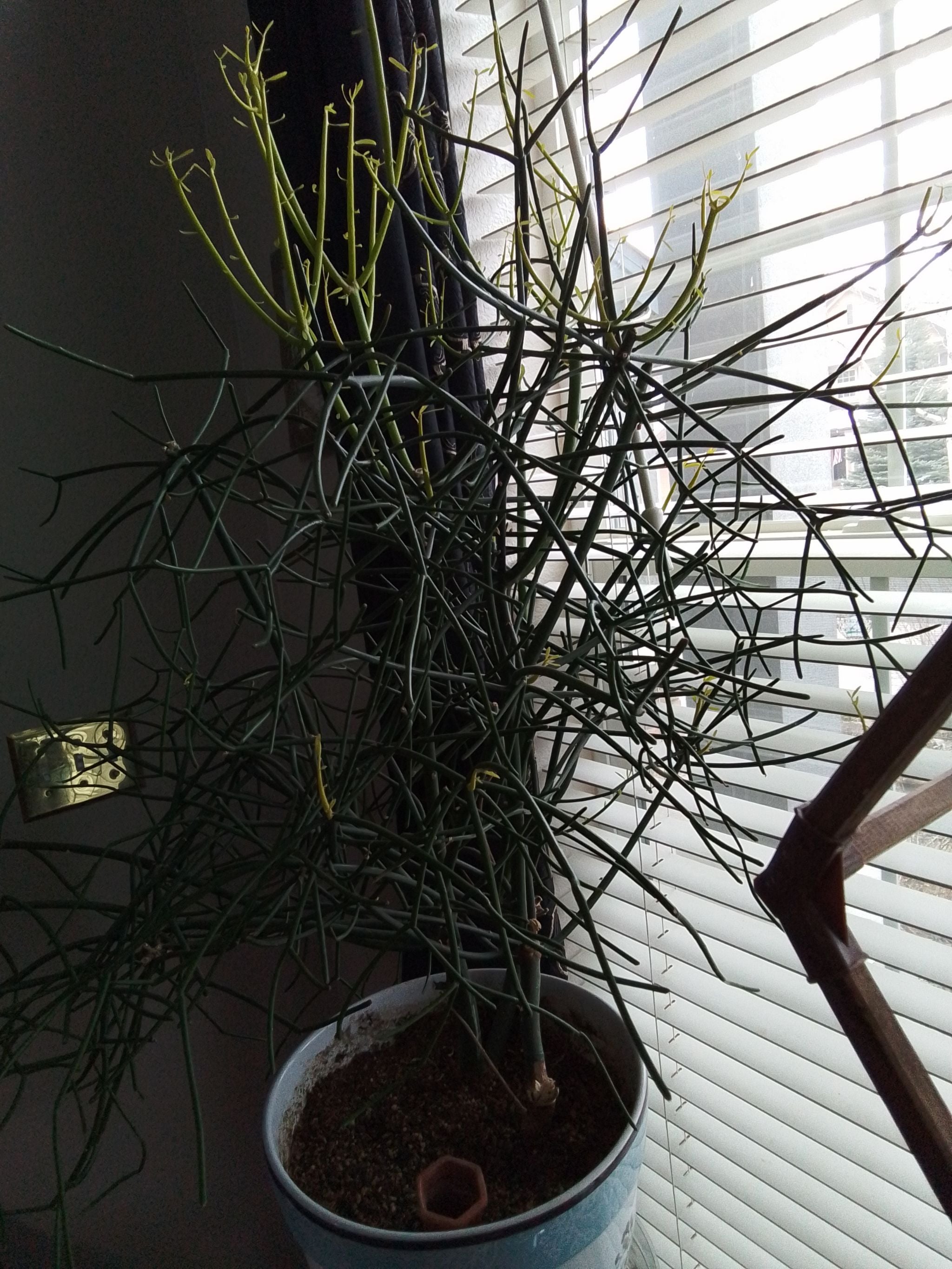 Help! Withering pencil cactus