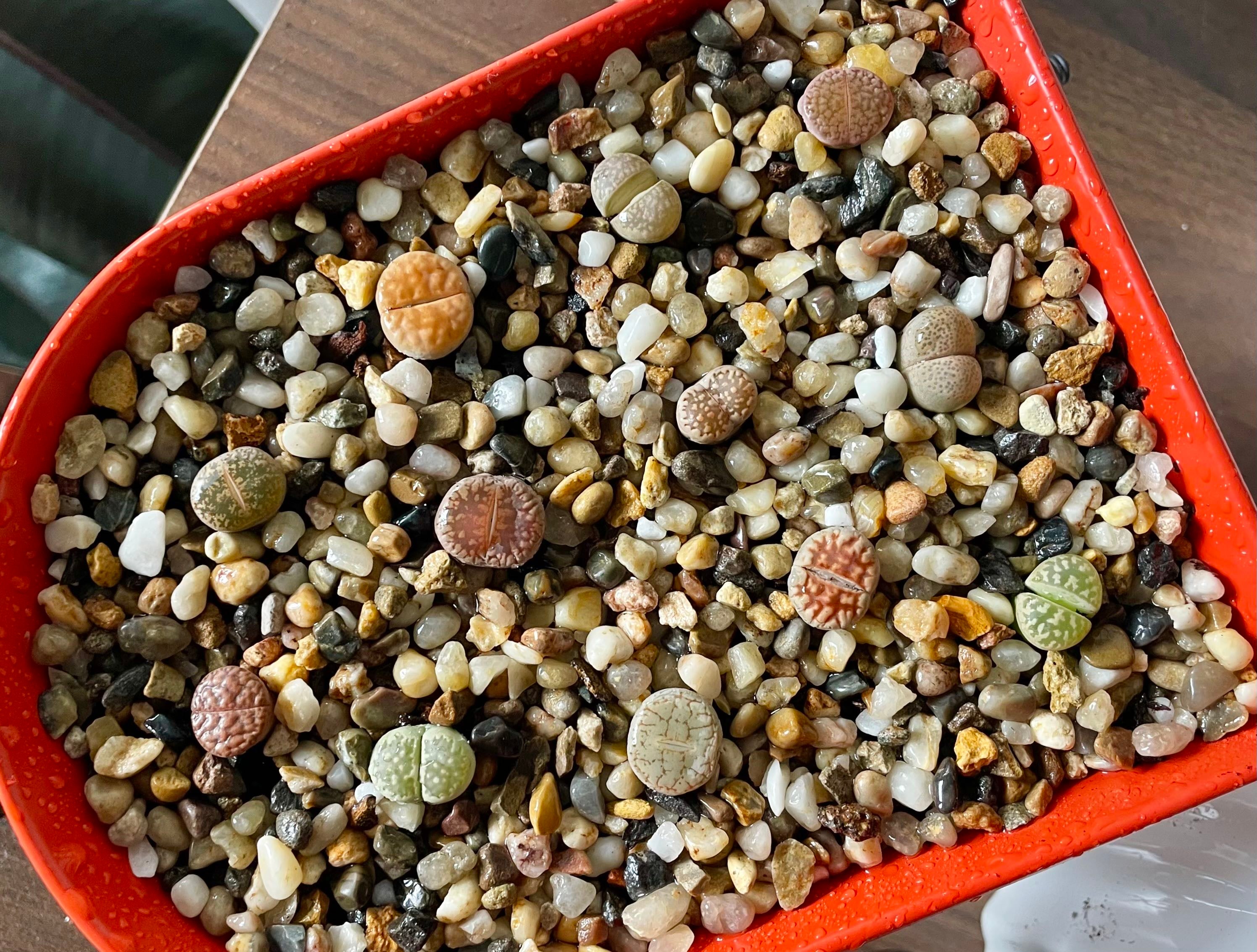 New 'tiny butts' (Lithops) in Target wheelbarrow! 🫶🏻