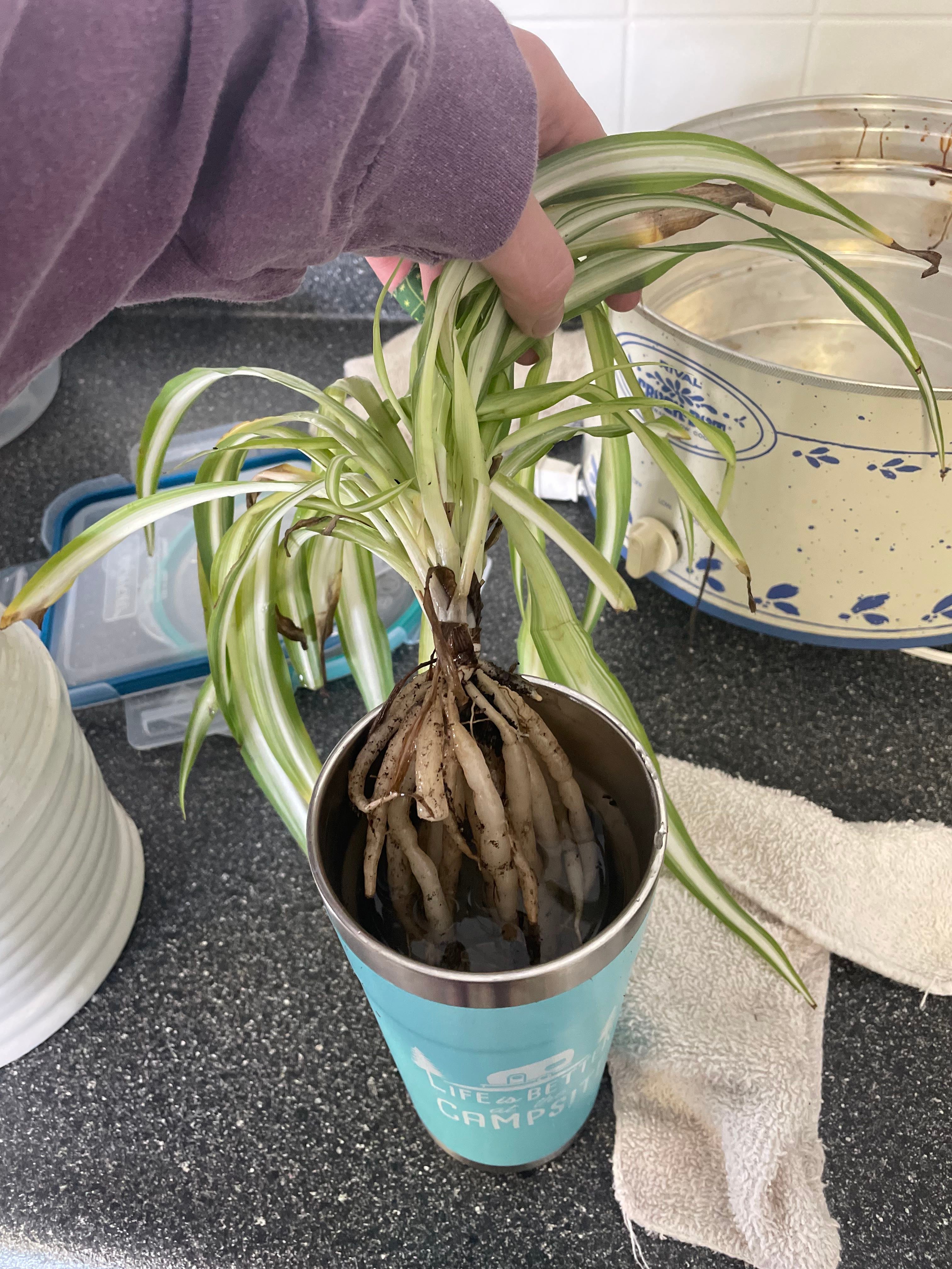 Is this normal roots?