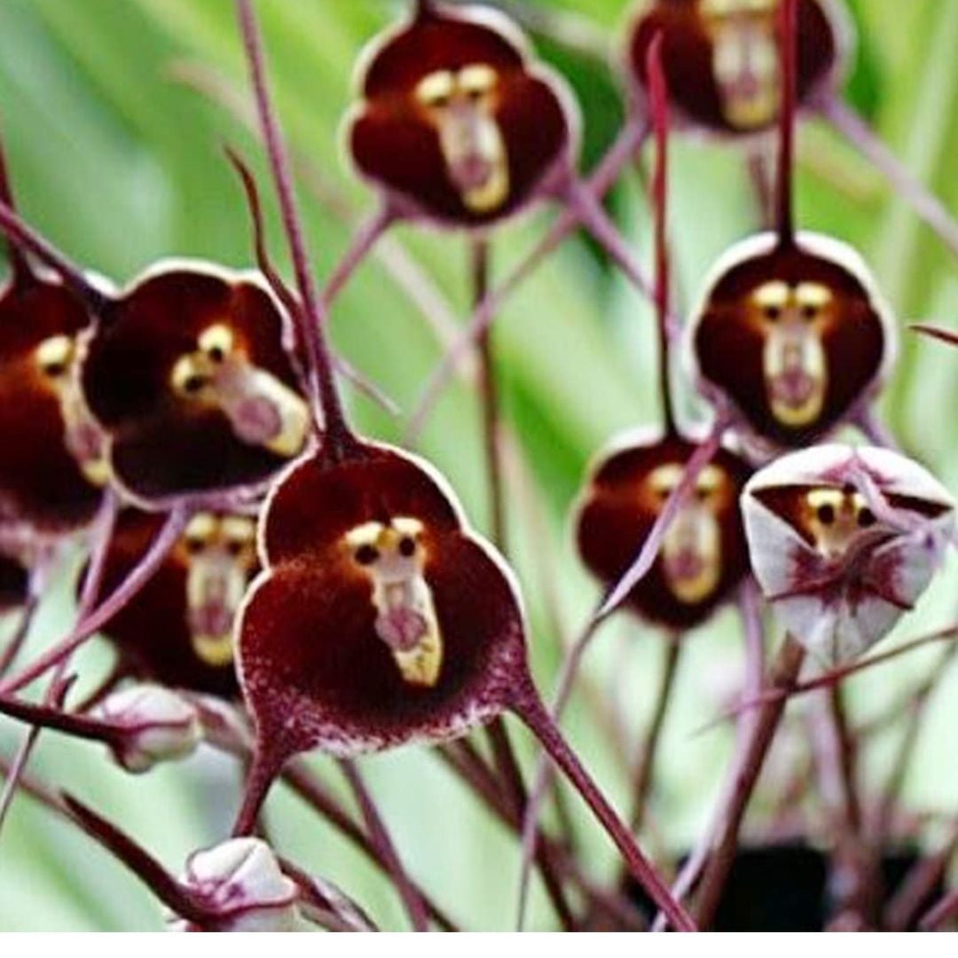 Monkey Orchid Plant Care: Water, Light, Nutrients | Greg App 🌱