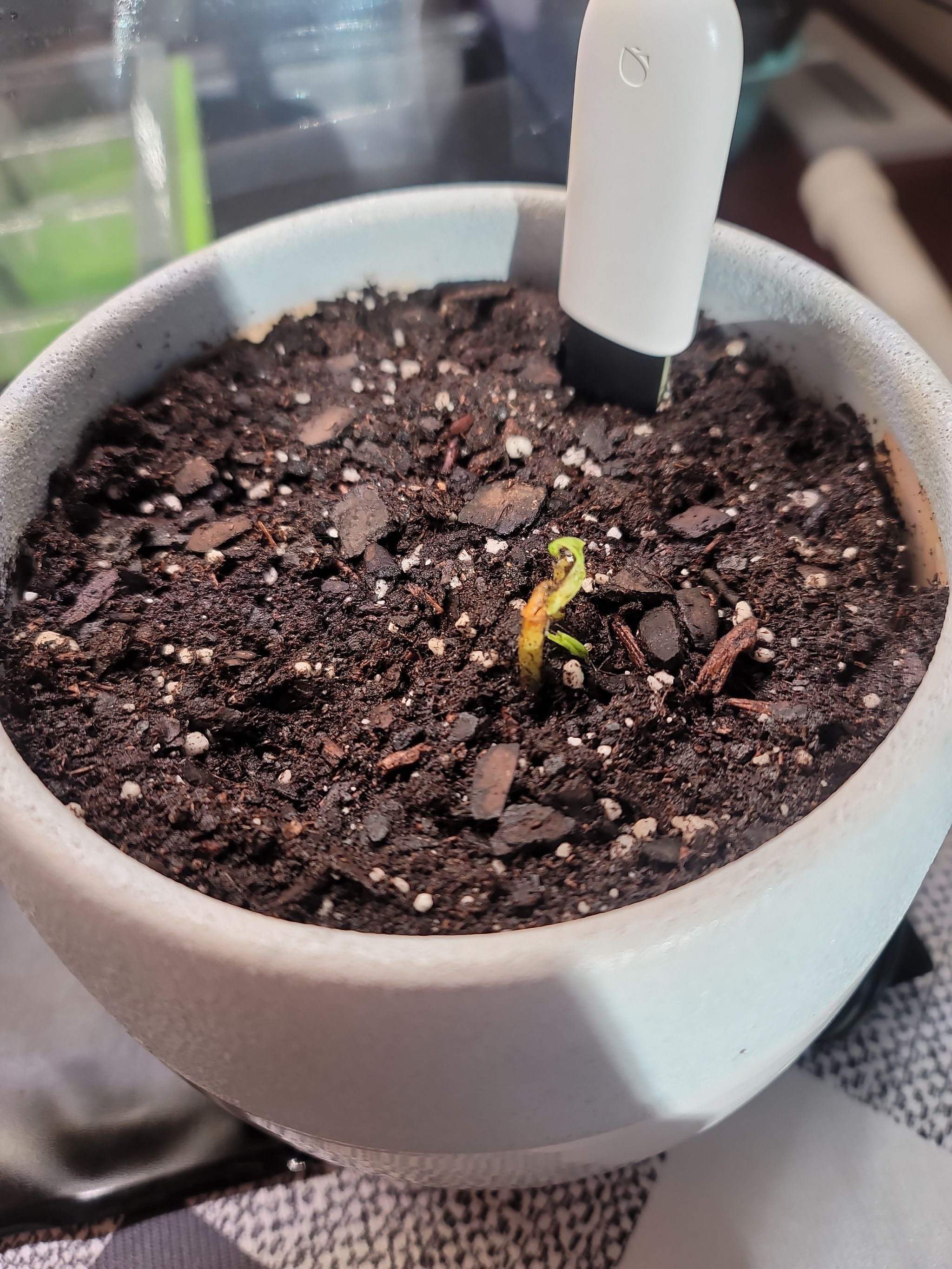 Ultimate Guide to Fixing Brown Spots on Toad Lily