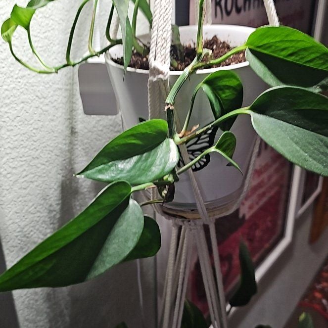 Gregarious "Greg" | A plant by @SlinkyRambutan on Greg