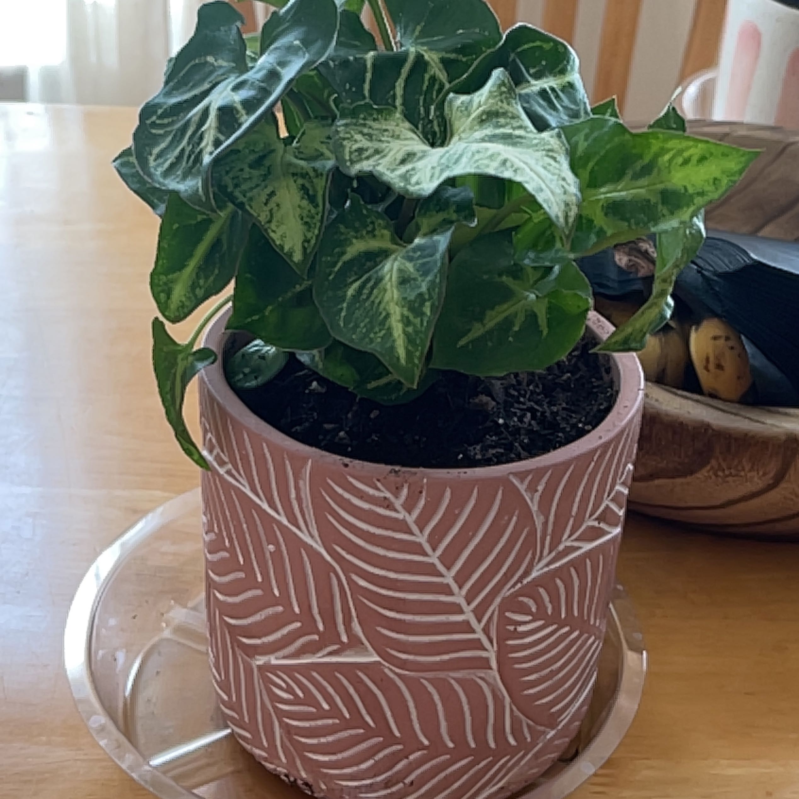 Nemo | A plant by @NumberonePhlox on Greg