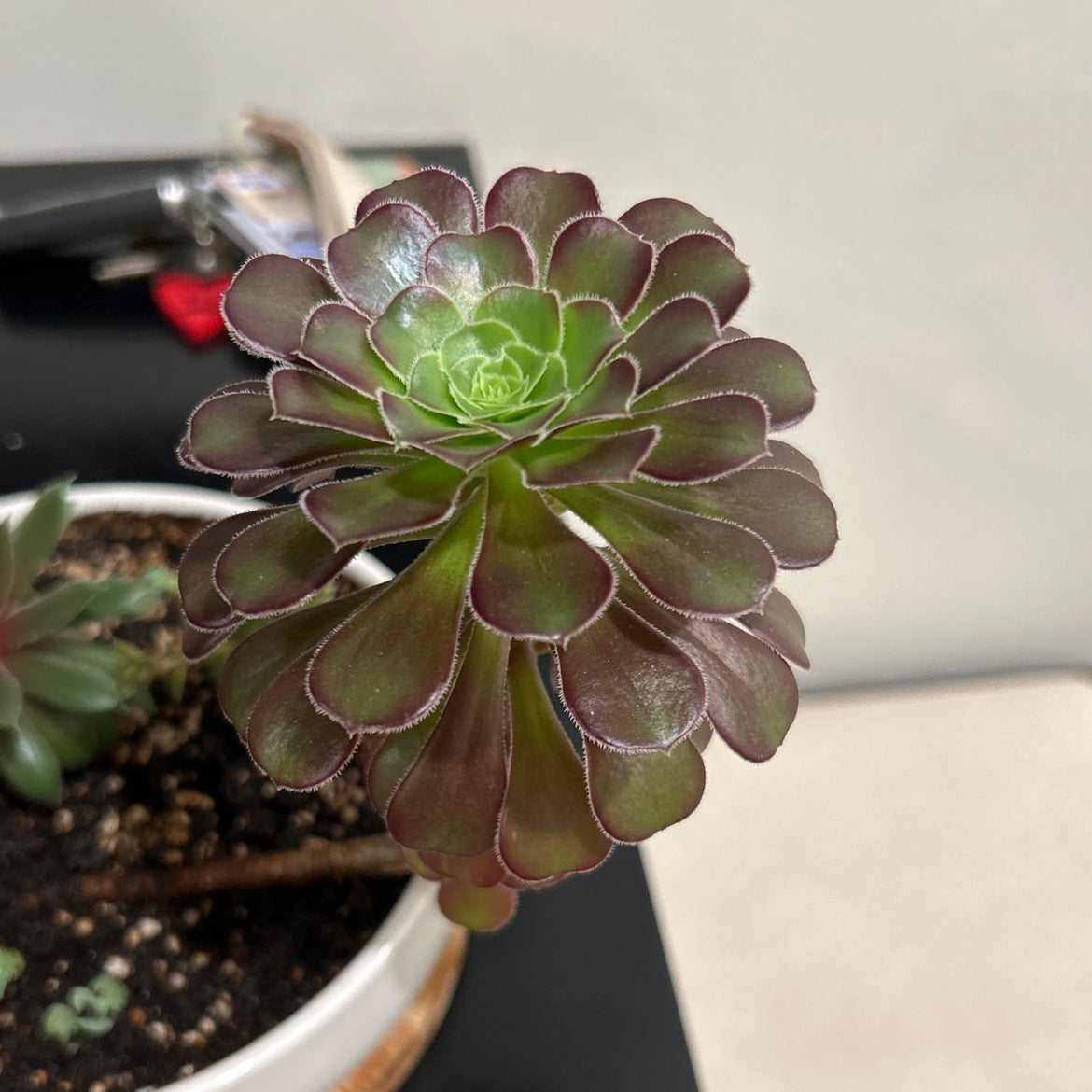Light Requirements For Your Black Rose Aeonium