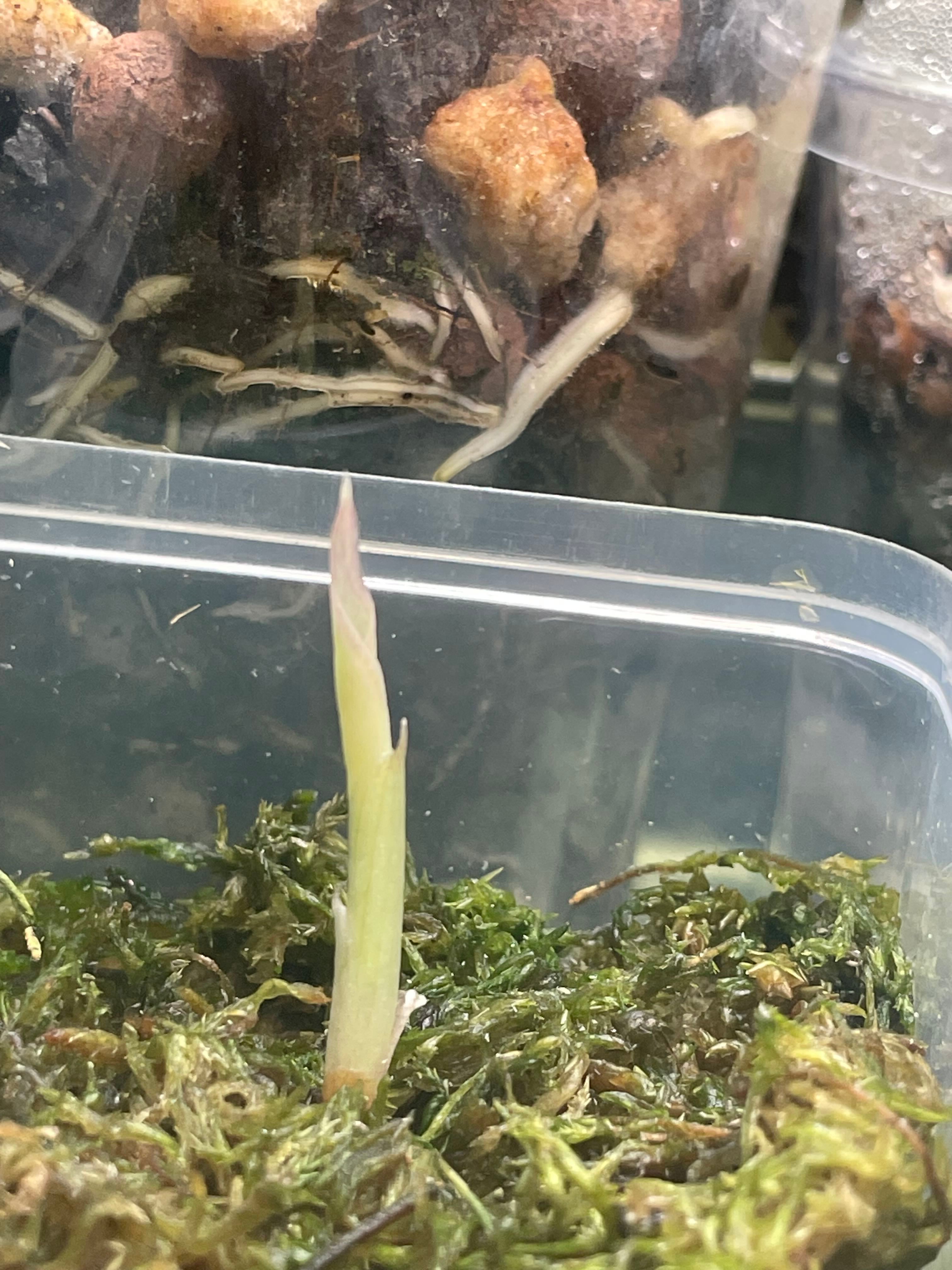 It’s been a pretty eventful week my pink black velvet cor...