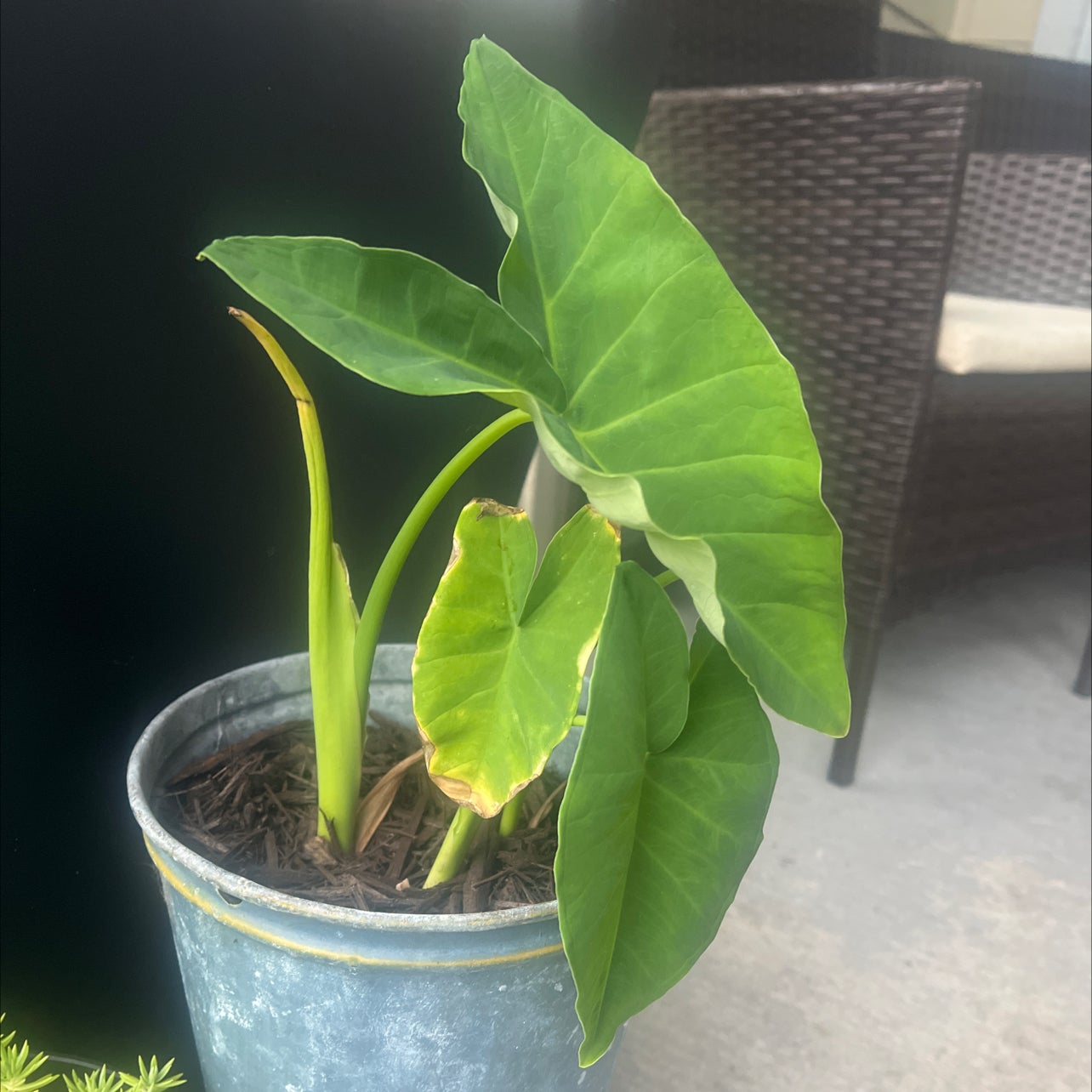 Why Are My Green Arrow-Arum Leaves Droopy?
