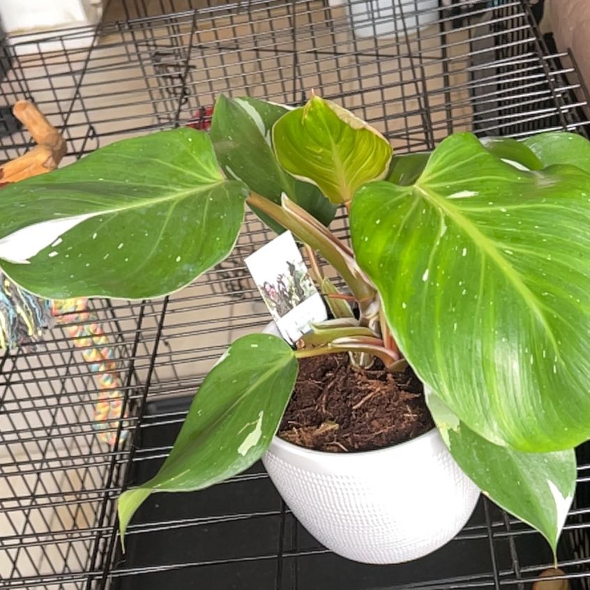 Messi | A plant by @BetterFlamelily on Greg