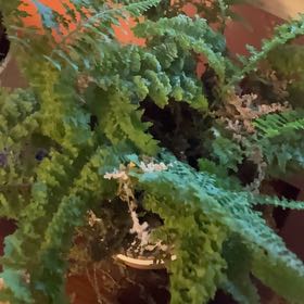 Fern | A plant by @EsteemedOmnom on Greg