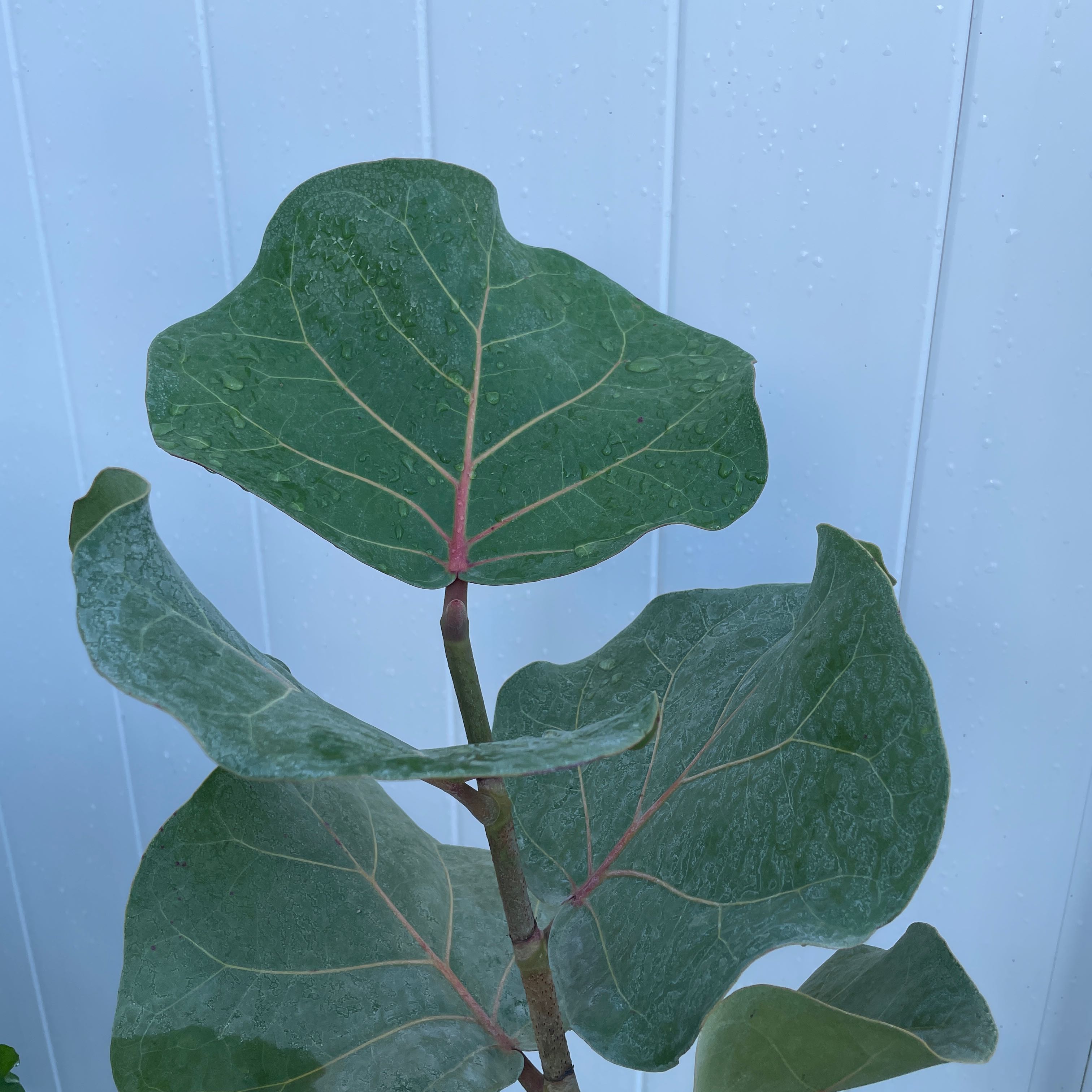 Propagating Seagrape: Step-by-Step Guide