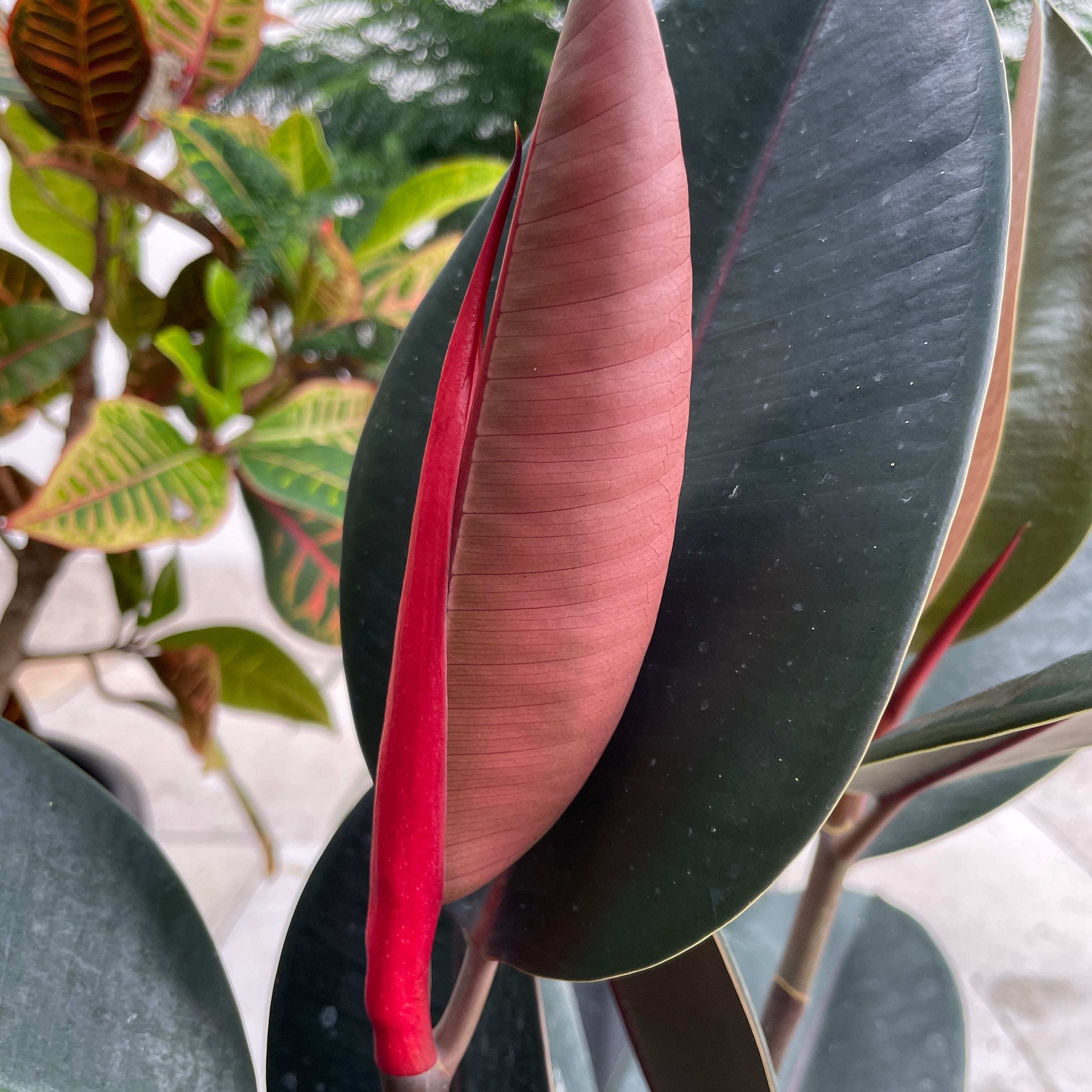 Marley | A plant by @GoblinGardener on Greg