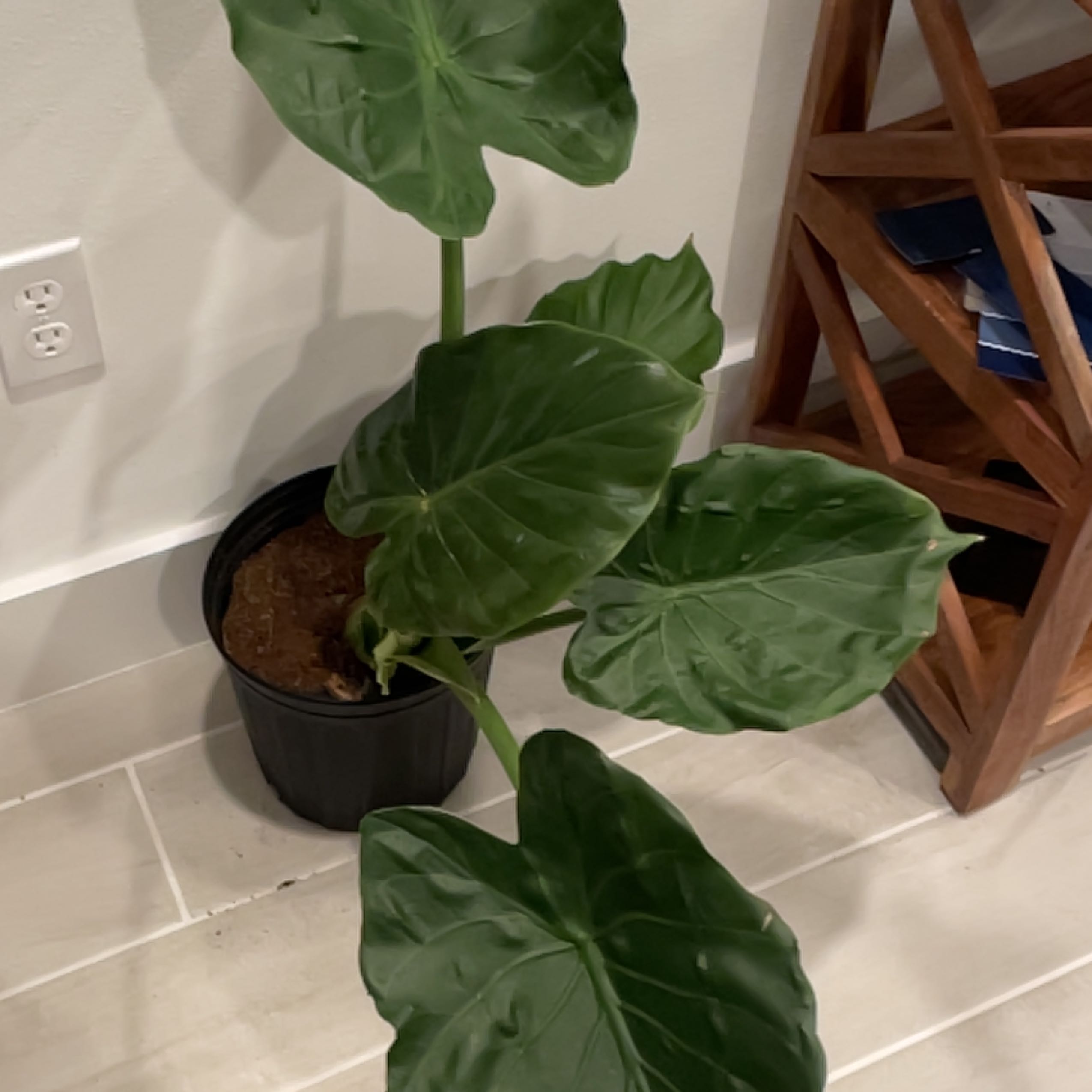 Achilles | A plant by @GoblinGardener on Greg