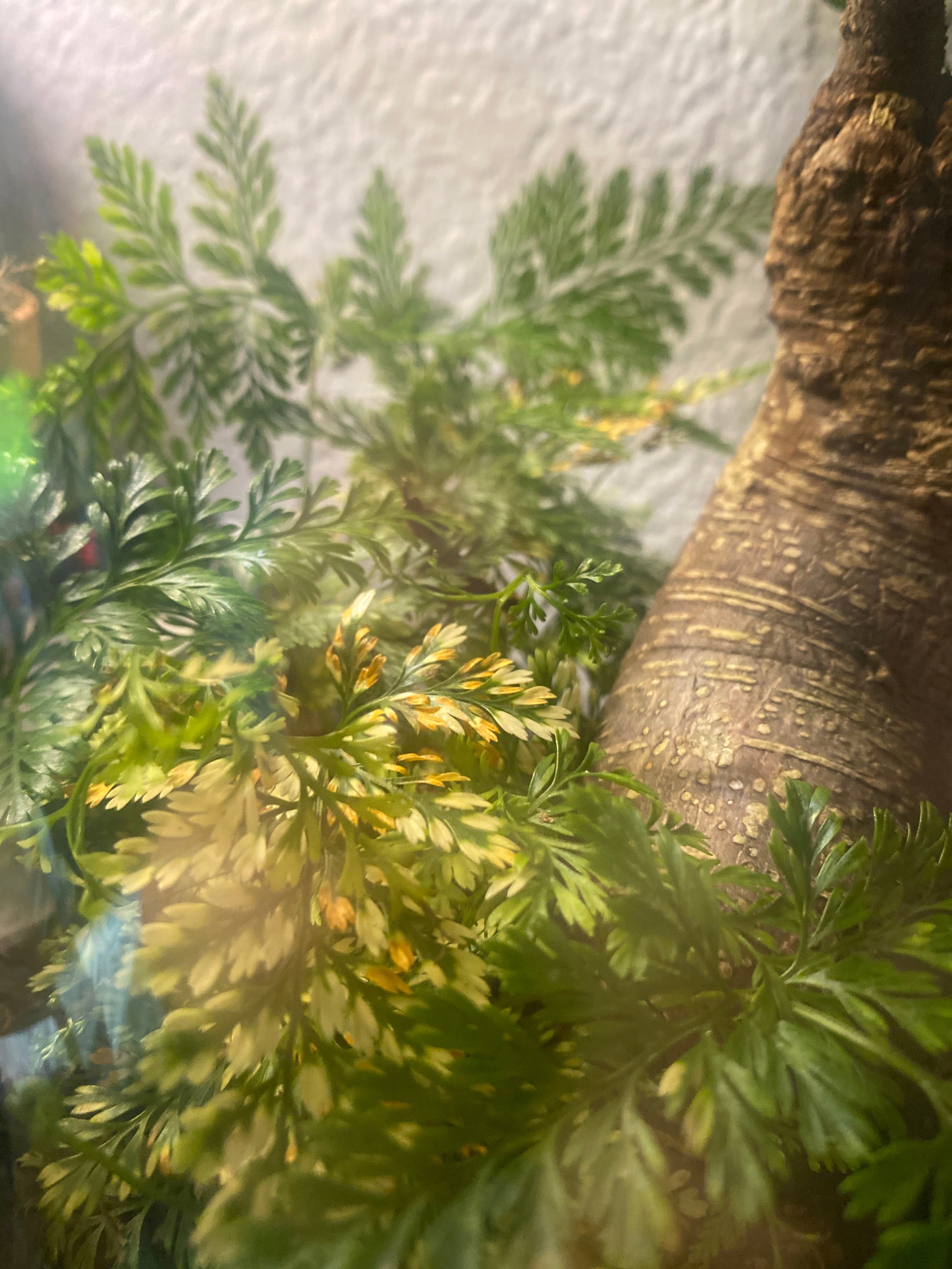 Why Are There Black Spots on My Davallia Fern Leaves?