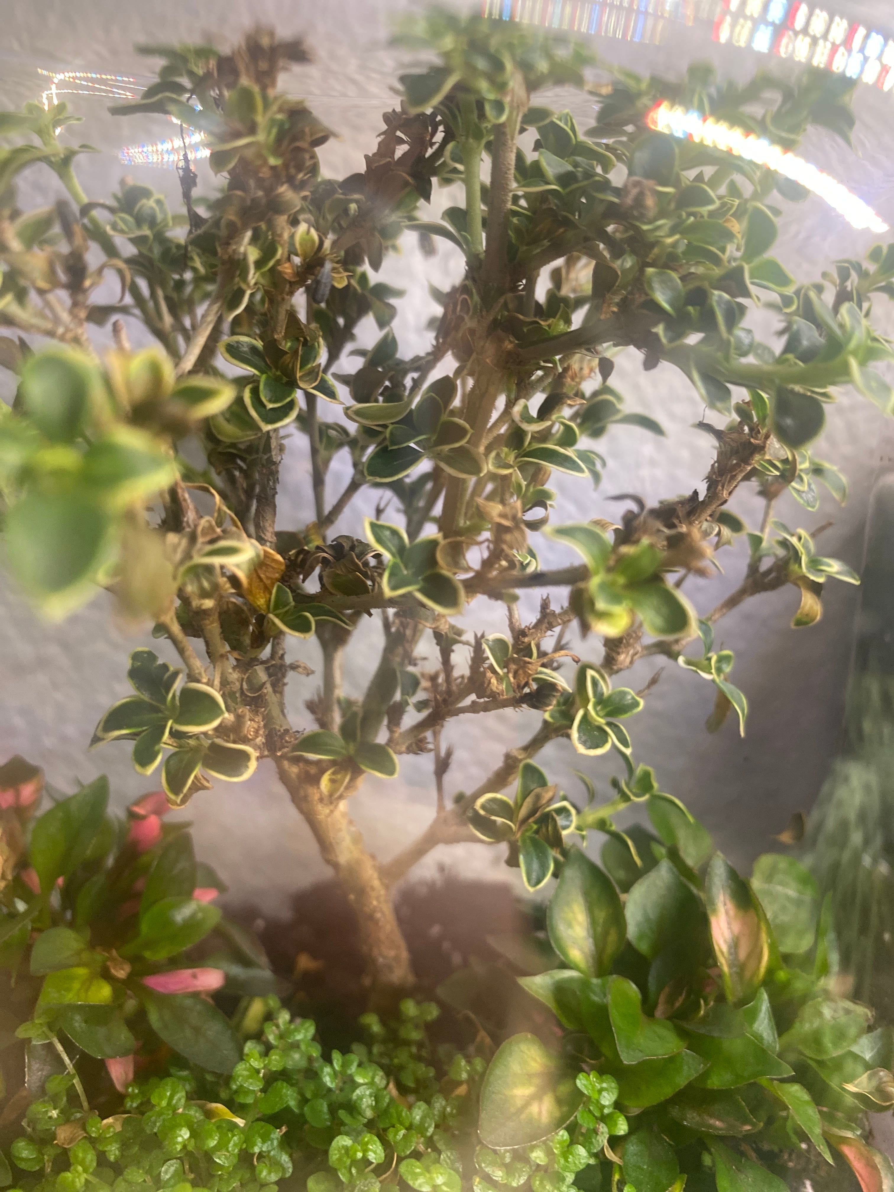 🍎 What You Should Know About Coprosma 'County Park Red'