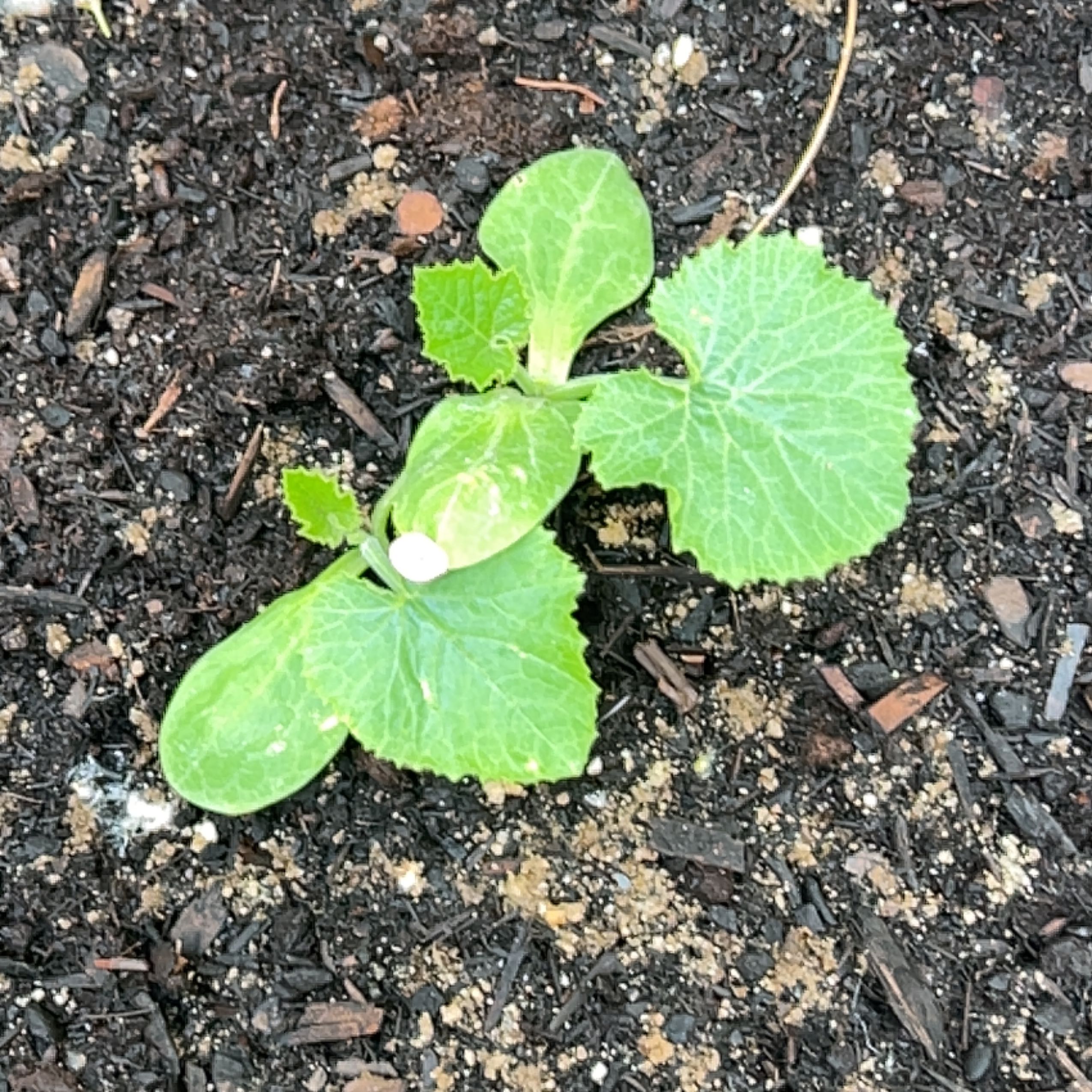 Marley | A plant by @PaternalWinika on Greg