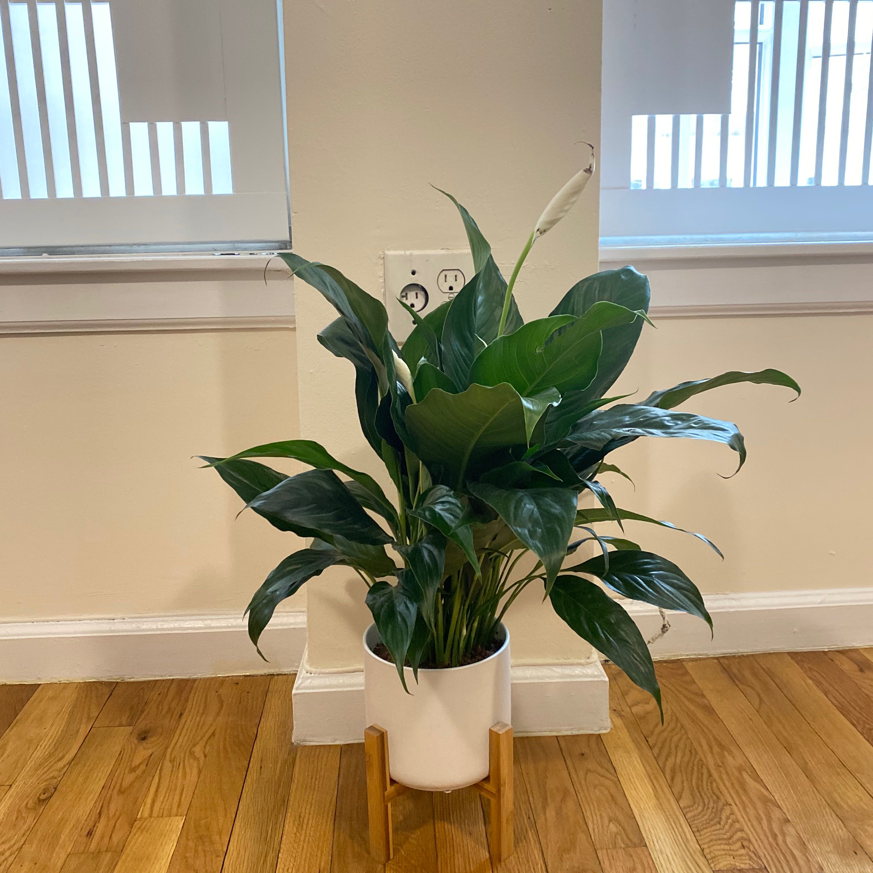 Kobe | A plant by @StarryRedcap on Greg