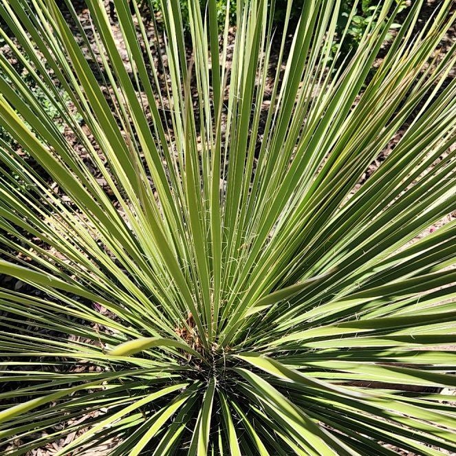Keep Your Buckley's Yucca Alive: Light, Water & Care Instructions