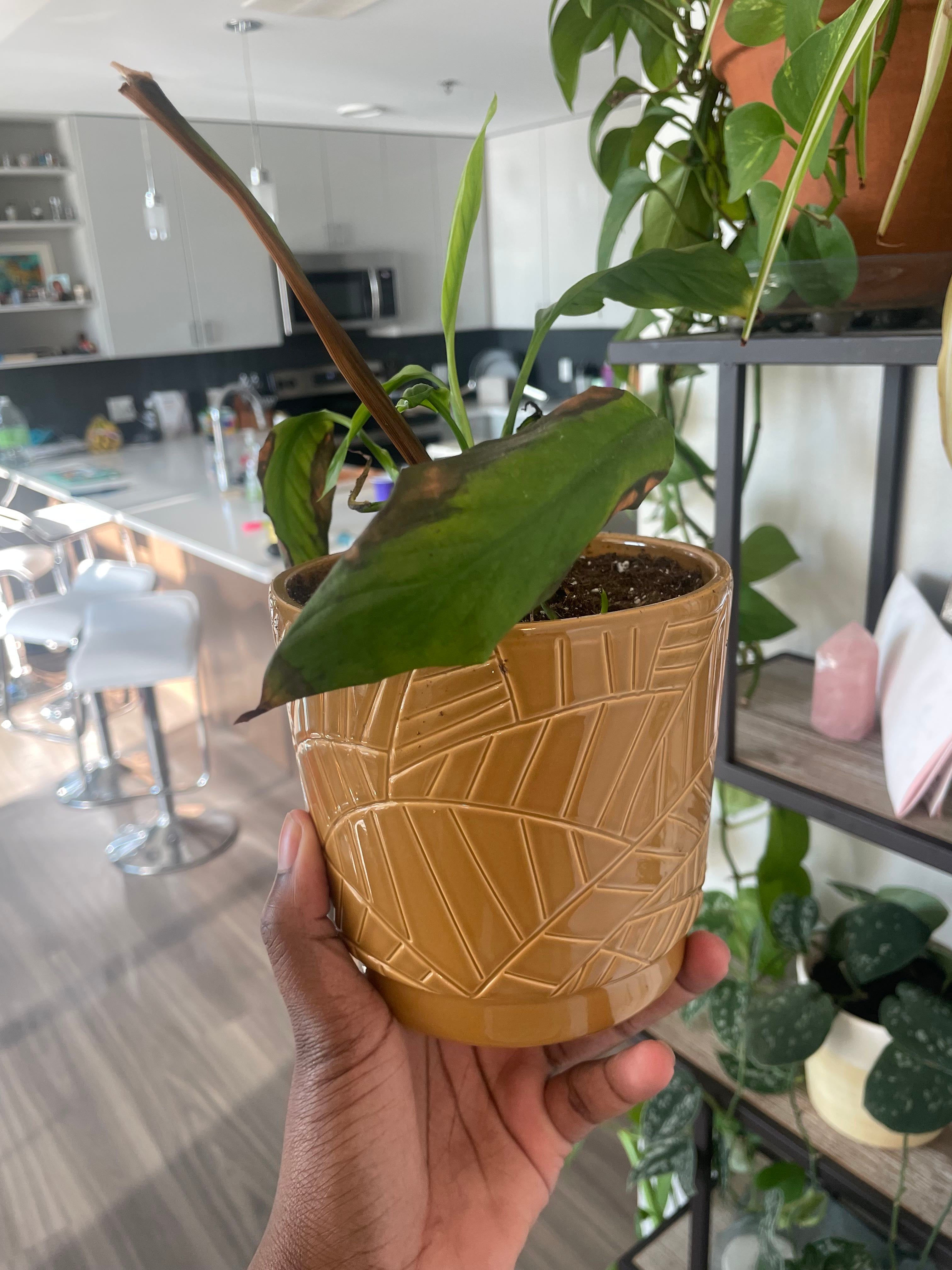 Why Are There Black Spots On My Calla Lily Leaves?