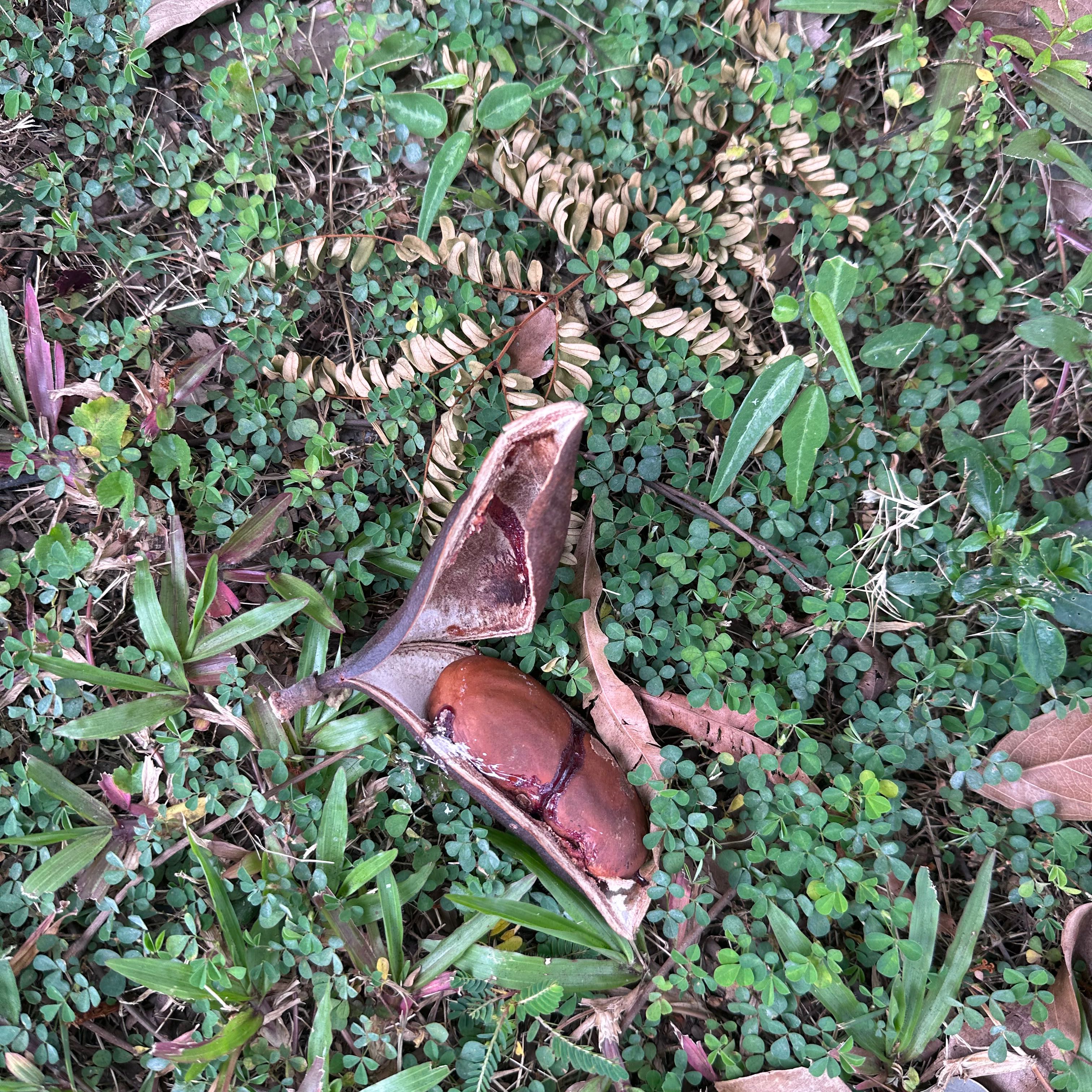 10 Benefits of Having a Honey Locust