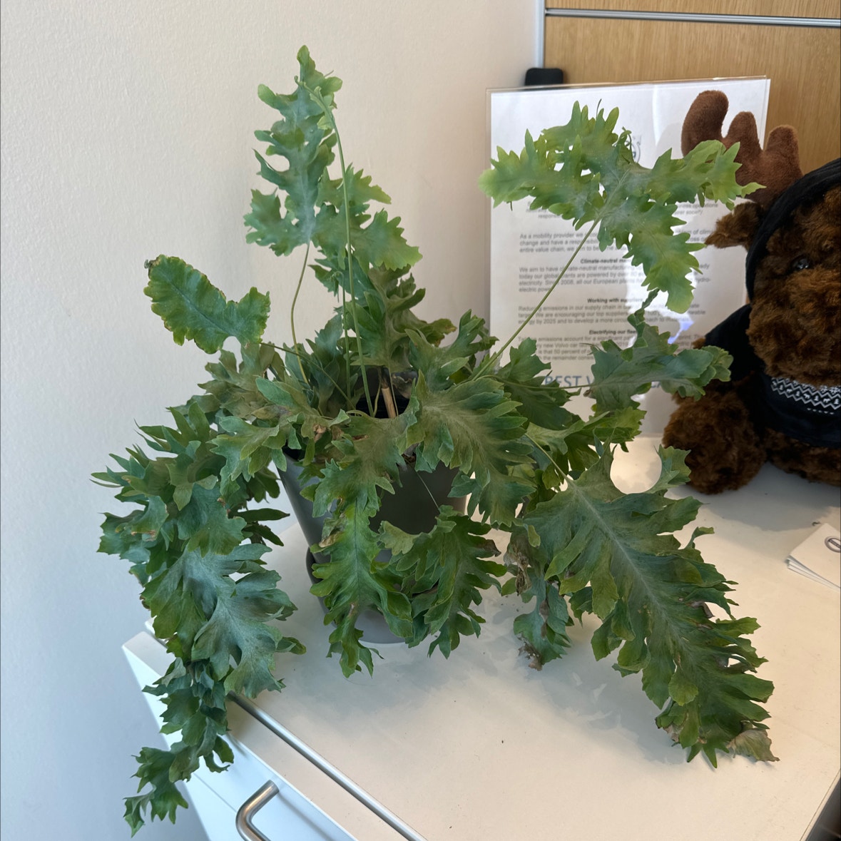 When and Where Should I Trim My Blue Star Davana Fern? When and Where Should I Trim My Blue Star Davana Fern?