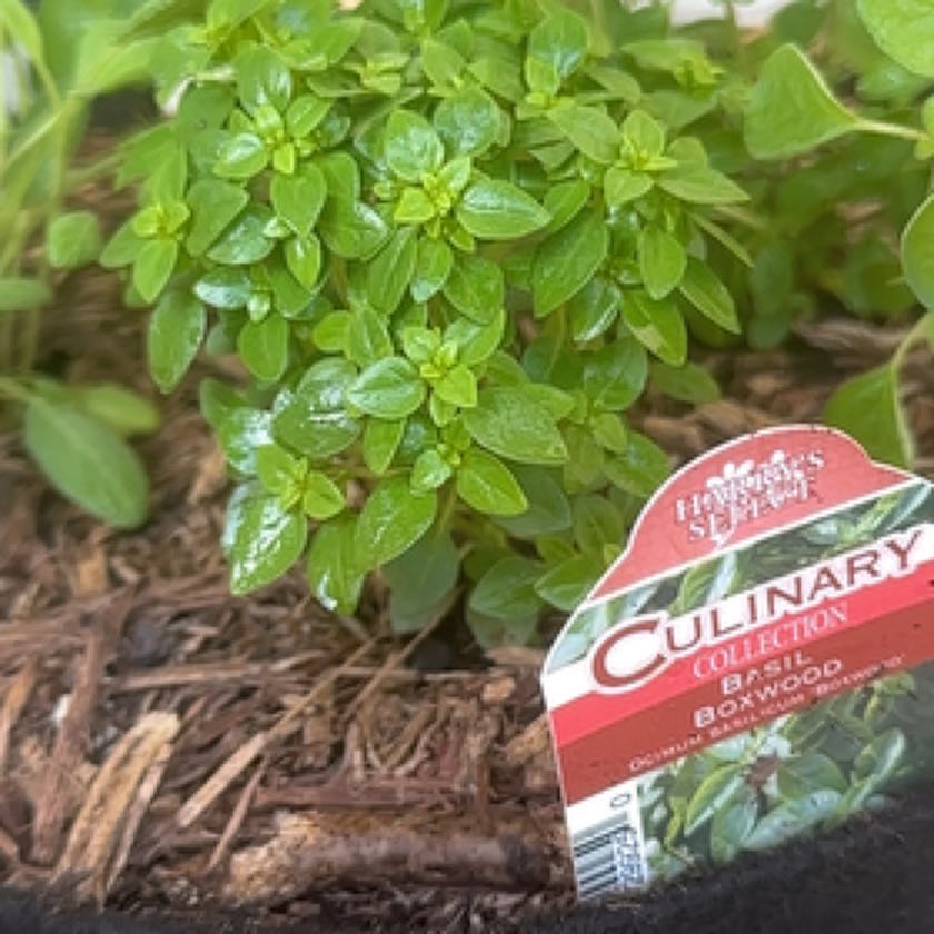 The Complete Boxwood Basil Plant Care Guide: Water, Light & Beyond