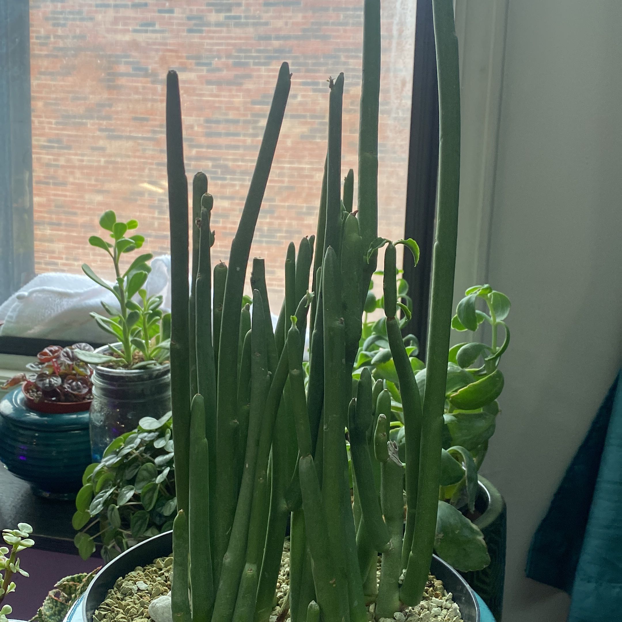 Propagating Your Slipper Plant: Step-by-Step Guide