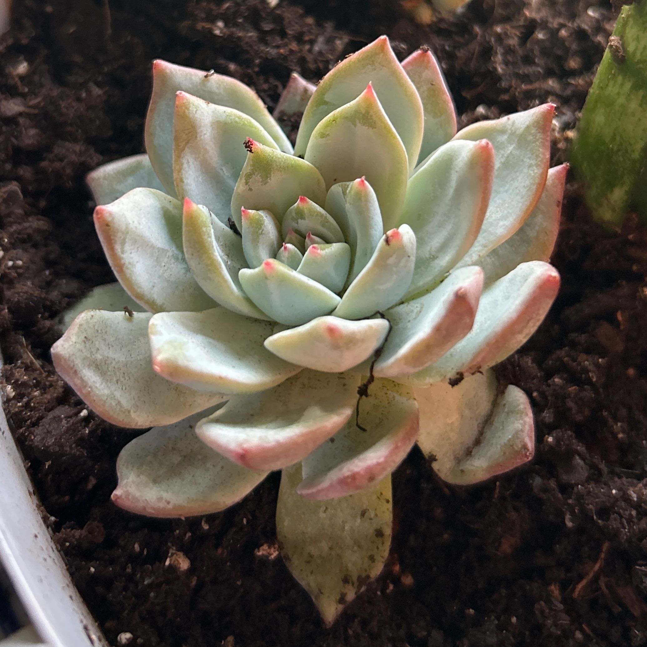 How Can You Tell If A Echeveria colorata Is Dying?