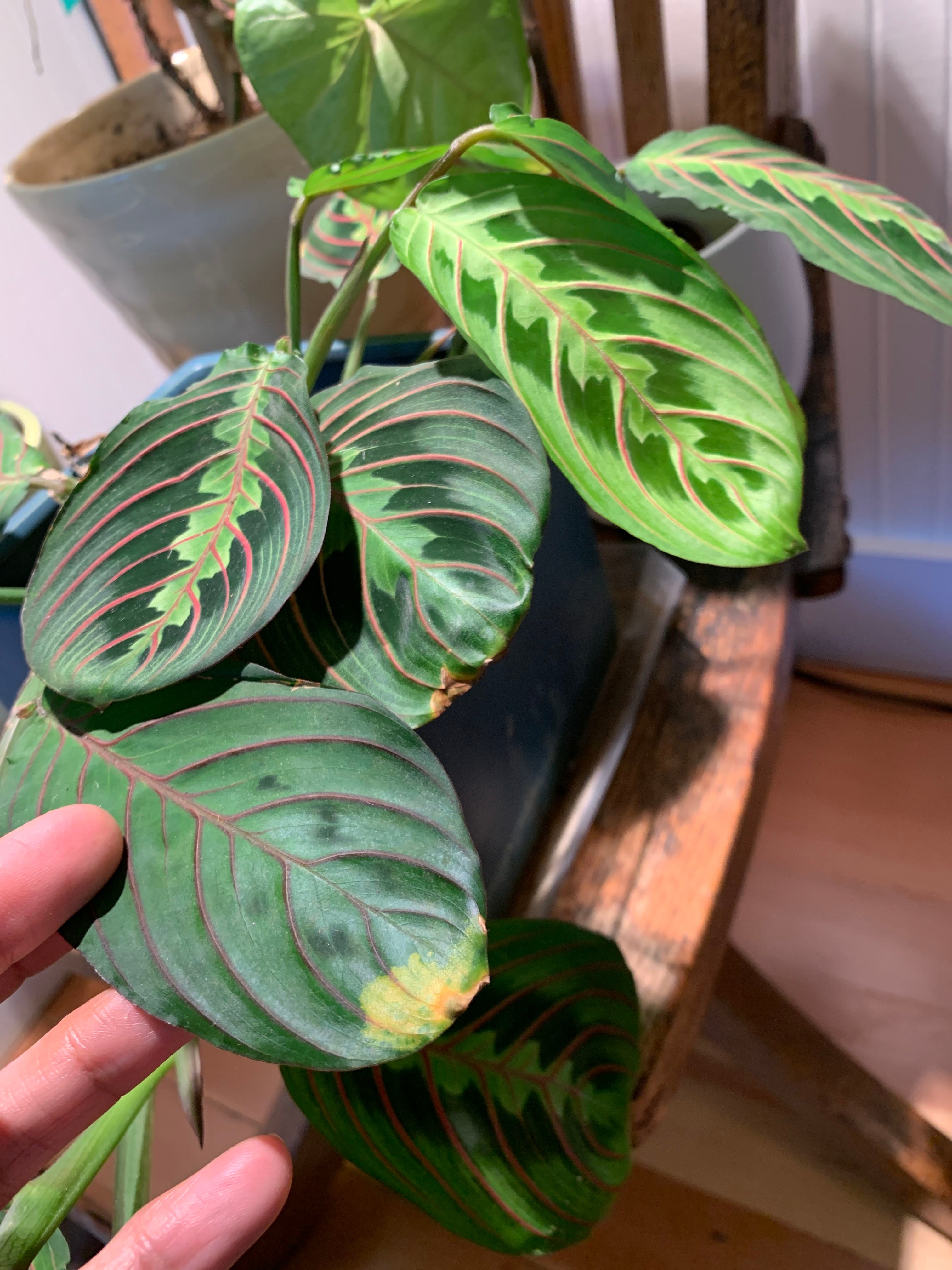 Red Prayer Plant Care 101: Water, Light & Growing Tips