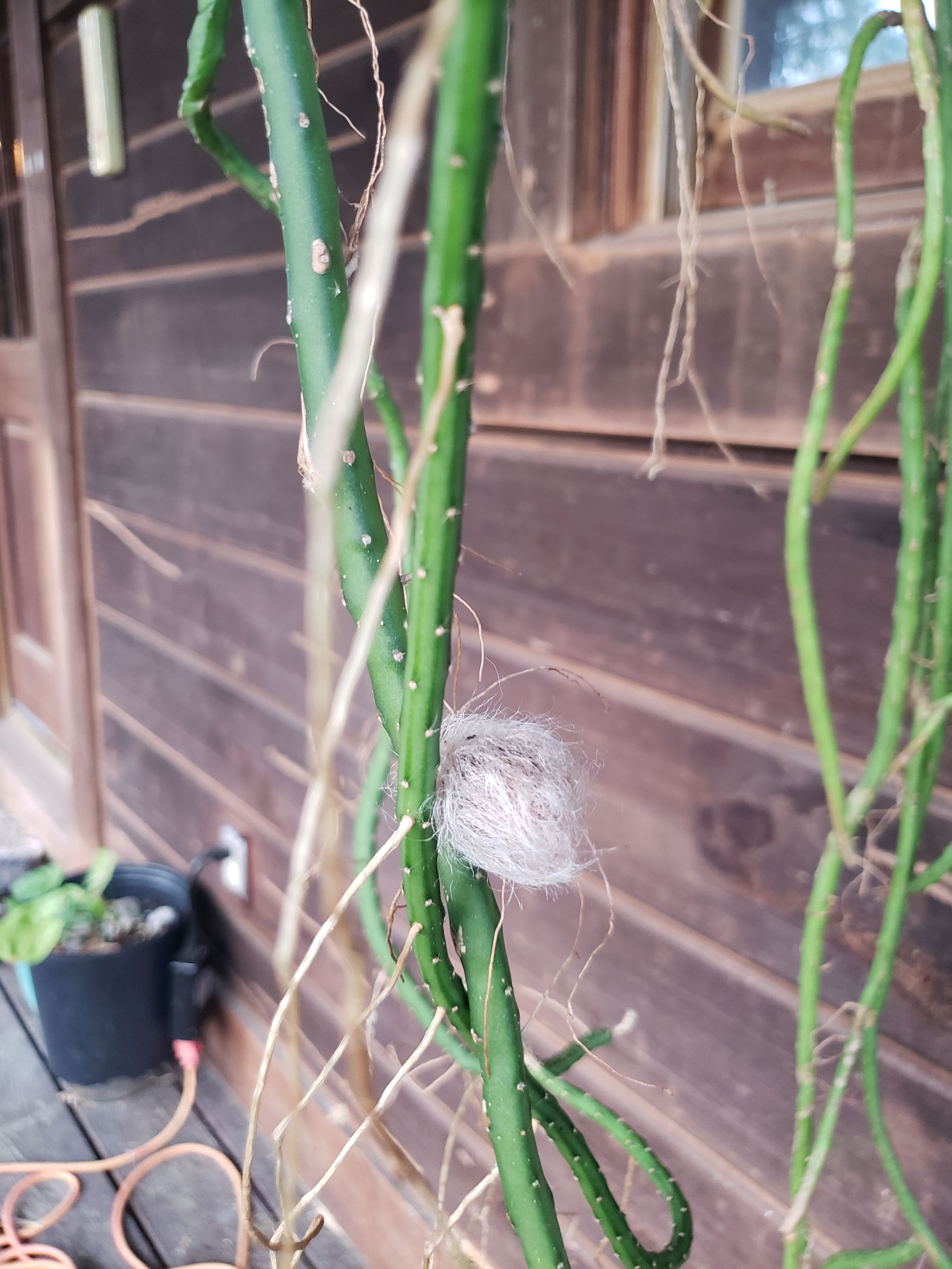 How to Care for shark fin cactus: Mastering Water, Sunlight & More