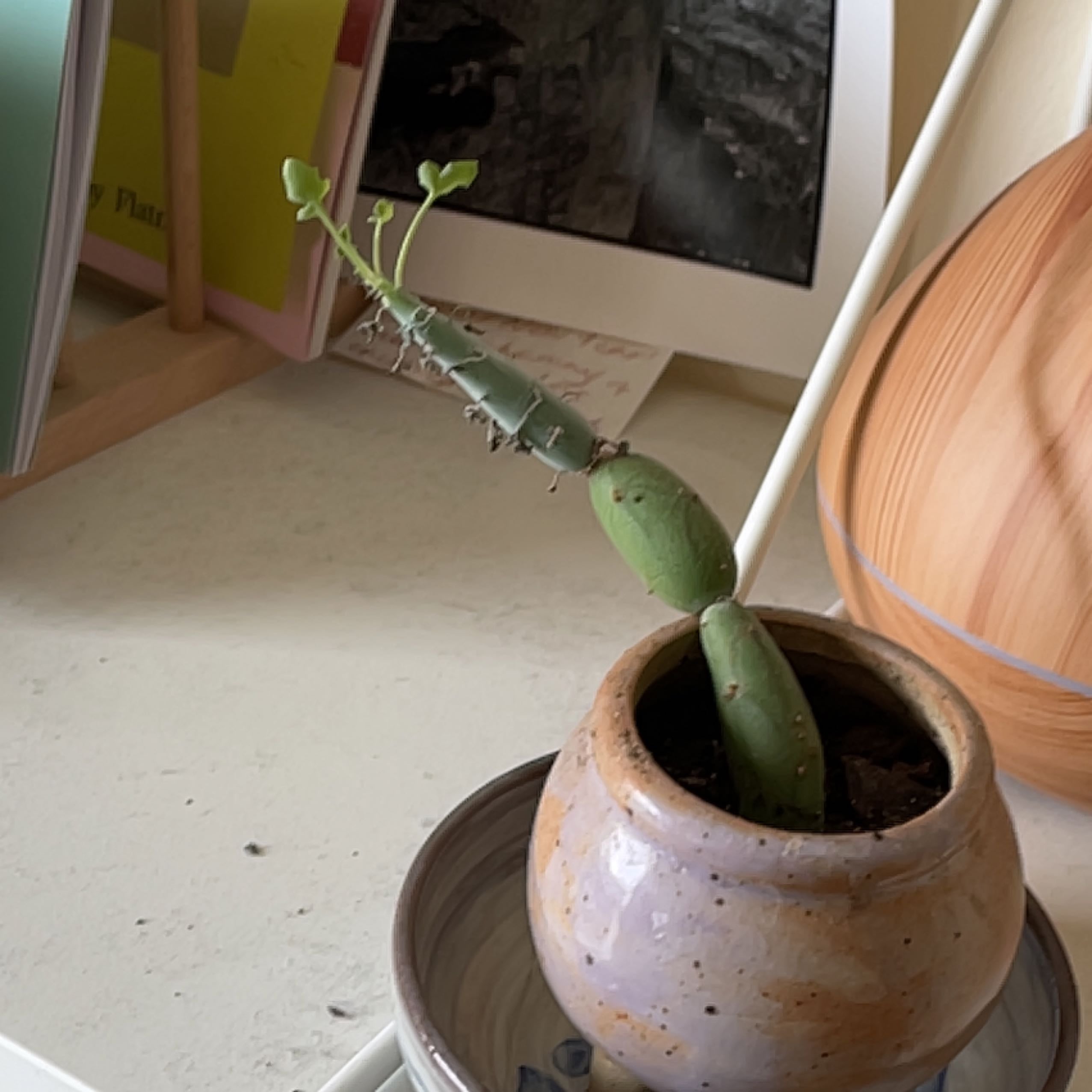 10 Advantages of Having a Candle Plant