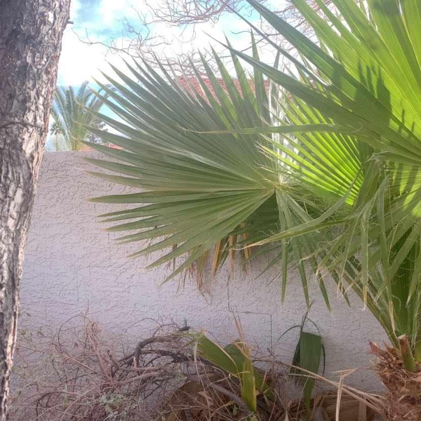 How to Propagate Your Mexican Fan Palm