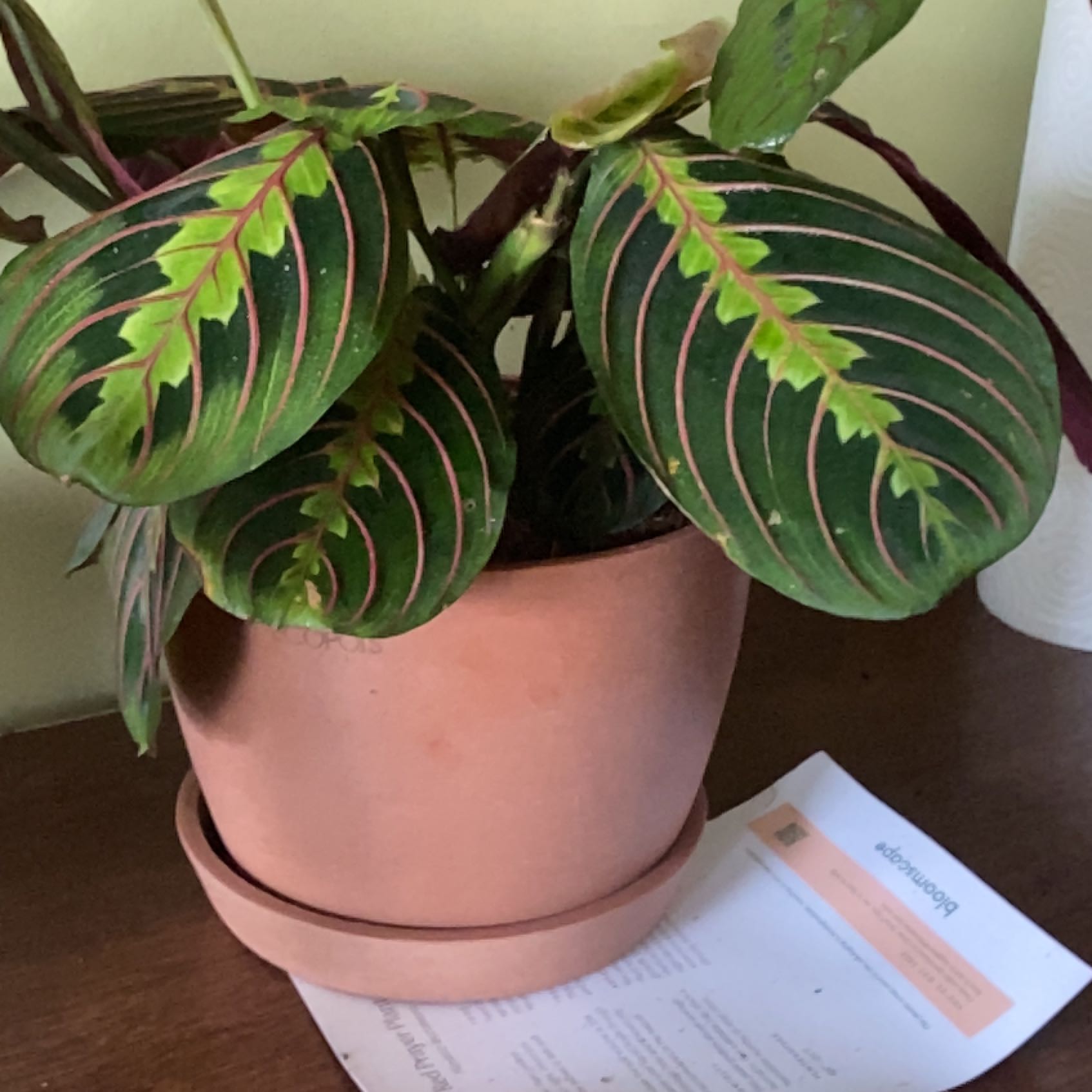 Dax | A plant by @SincereFicus on Greg