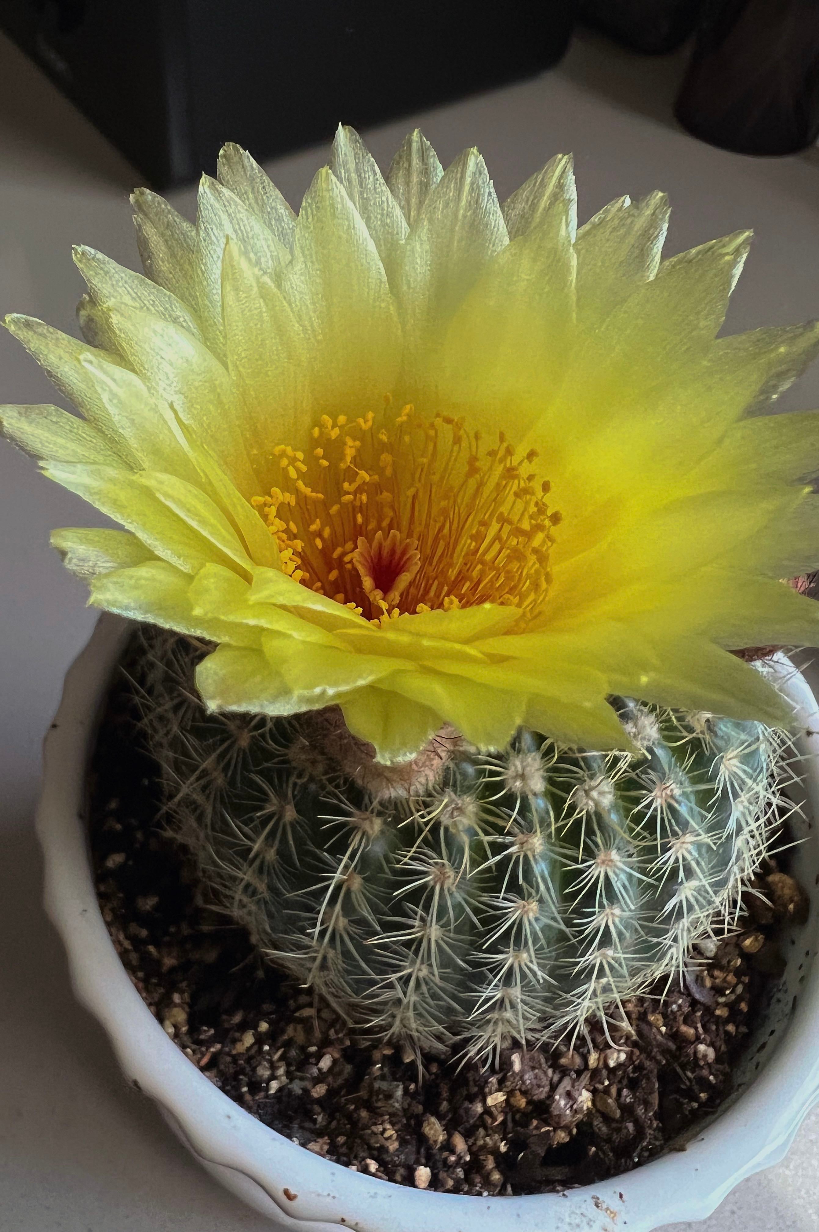 Notocactus elegans: How Much Water & Light Does it Need to Thrive?
