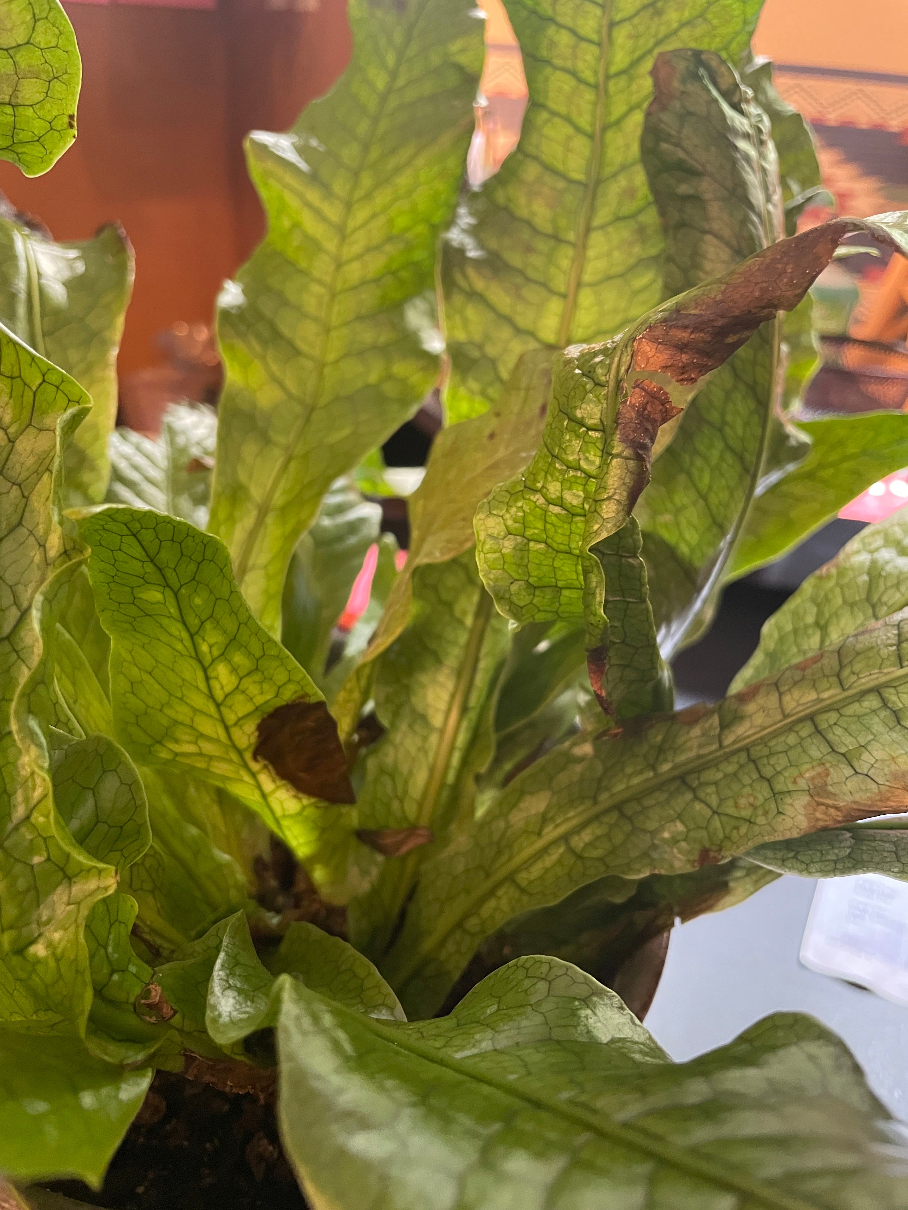 Green Flame Fern: How Much Water & Light Does it Need to Thrive?