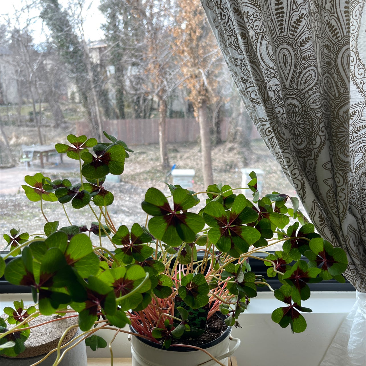 ☘️ How Much Sunlight For Your Shamrock