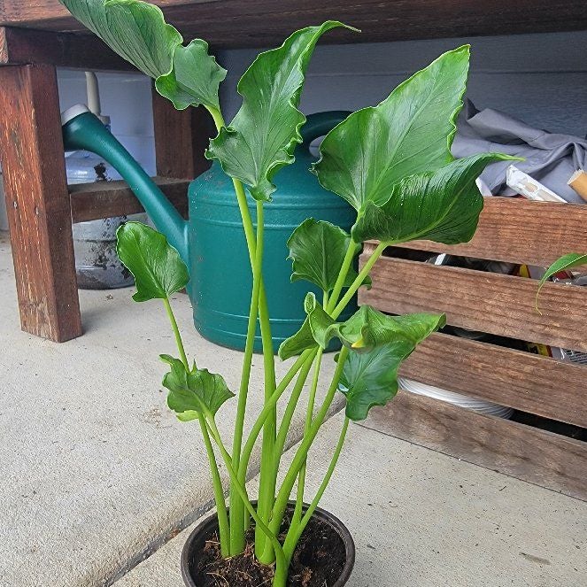 The Complete Alocasia Triangularis Plant Care Guide: Water, Light & Beyond