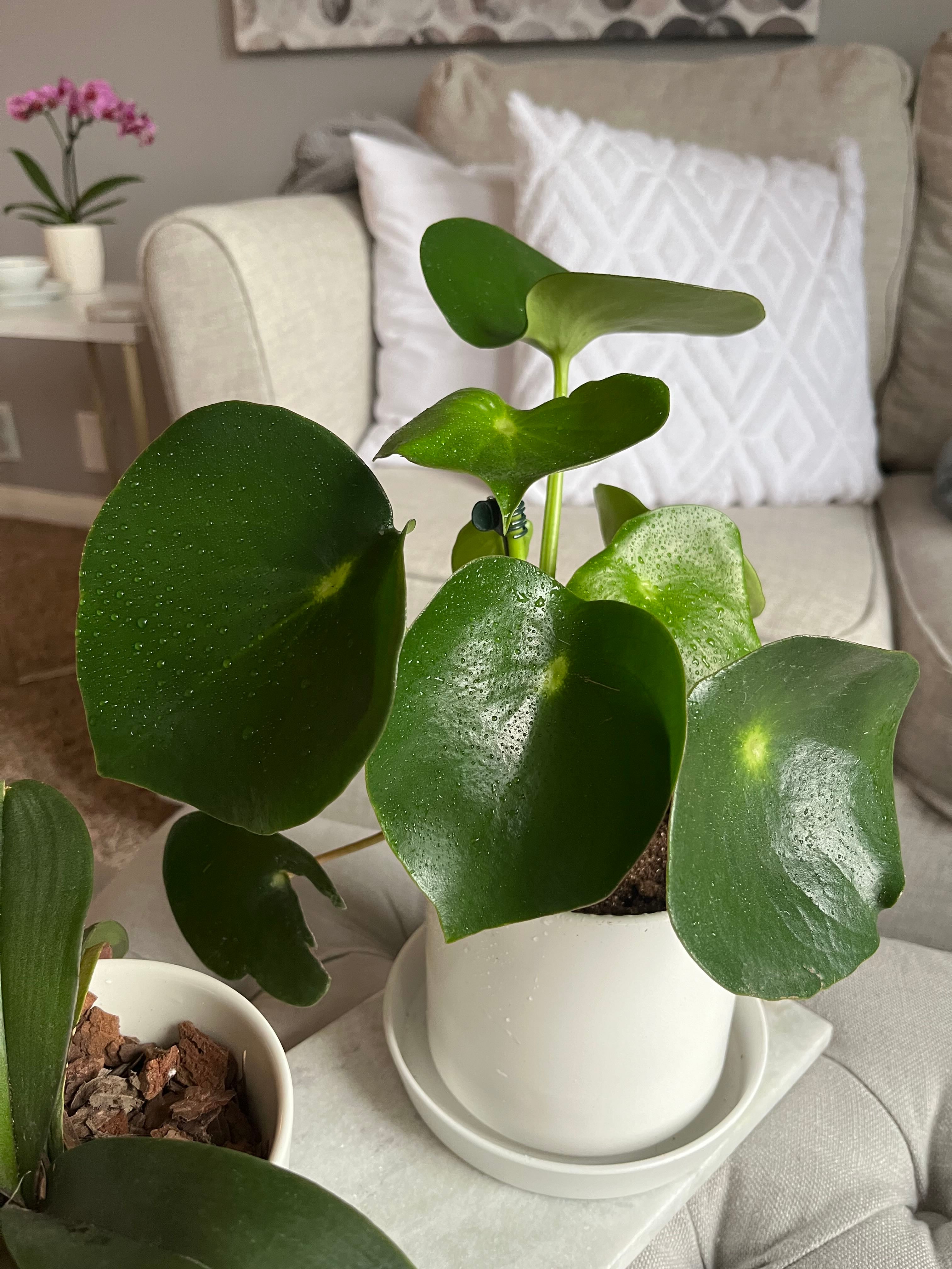 Propagating Raindrop Peperomia: Step-by-step Guide