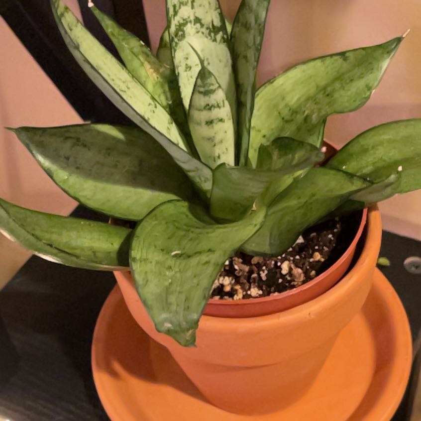 How to Care for Yucca 'Moonlight': Mastering Water, Sunlight & More